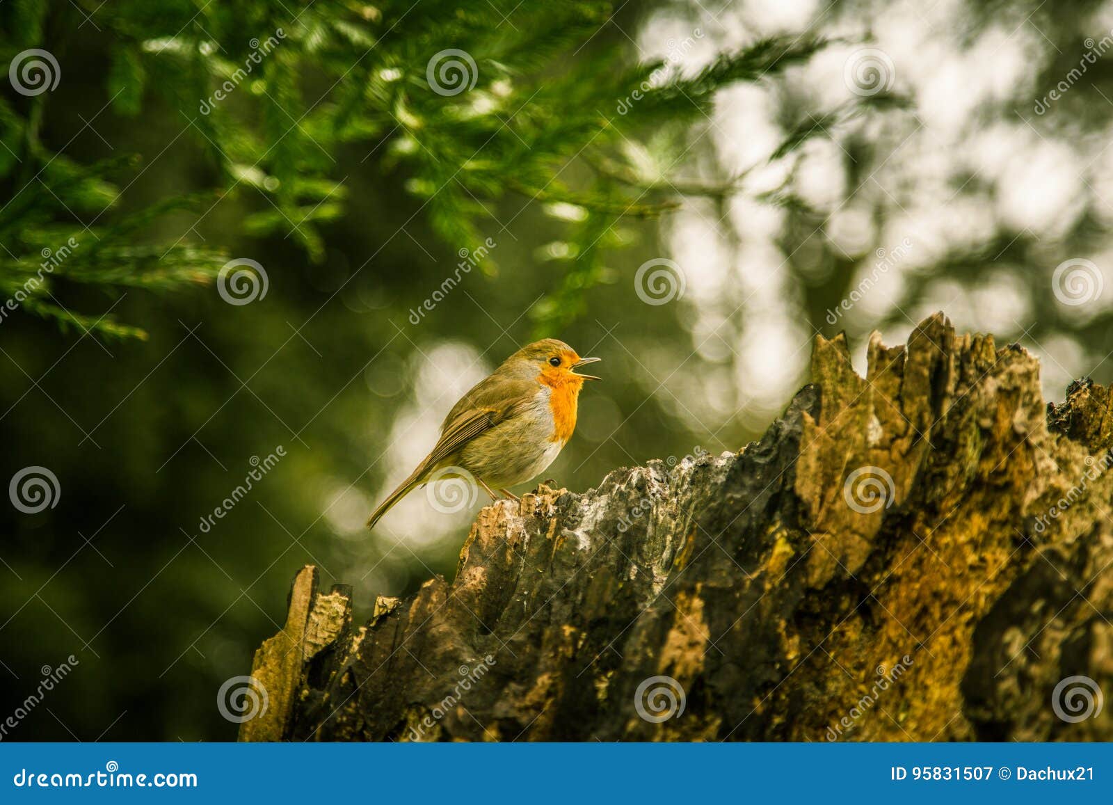 A Beautiful Robin Singing in the Park Stock Image - Image of posing ...