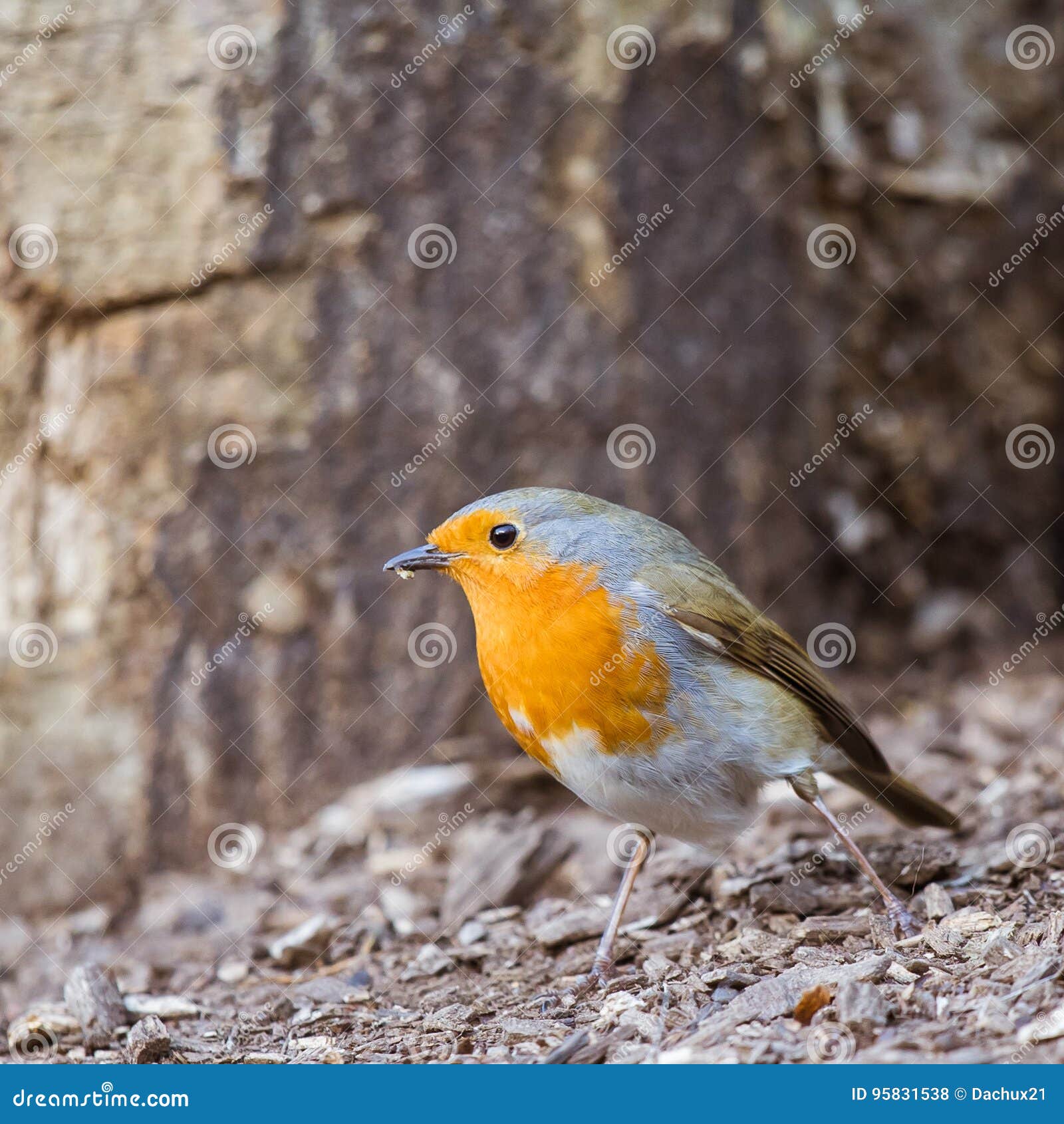 A Beautiful Robin Singing in the Park Stock Photo - Image of garden ...