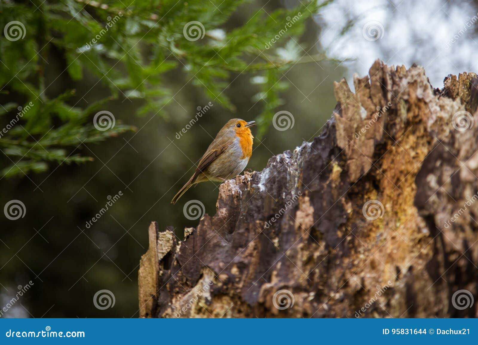 A Beautiful Robin Singing in the Park Stock Photo - Image of feather ...
