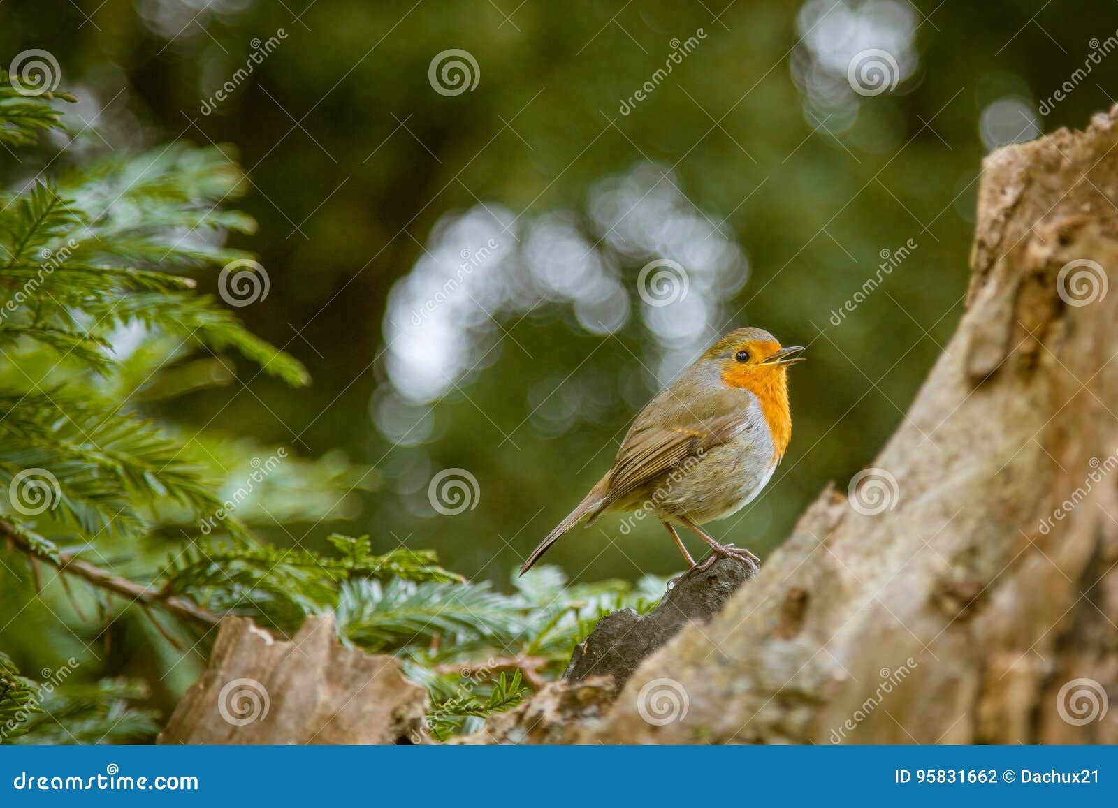 A Beautiful Robin Singing in the Park Stock Photo - Image of rubecula ...