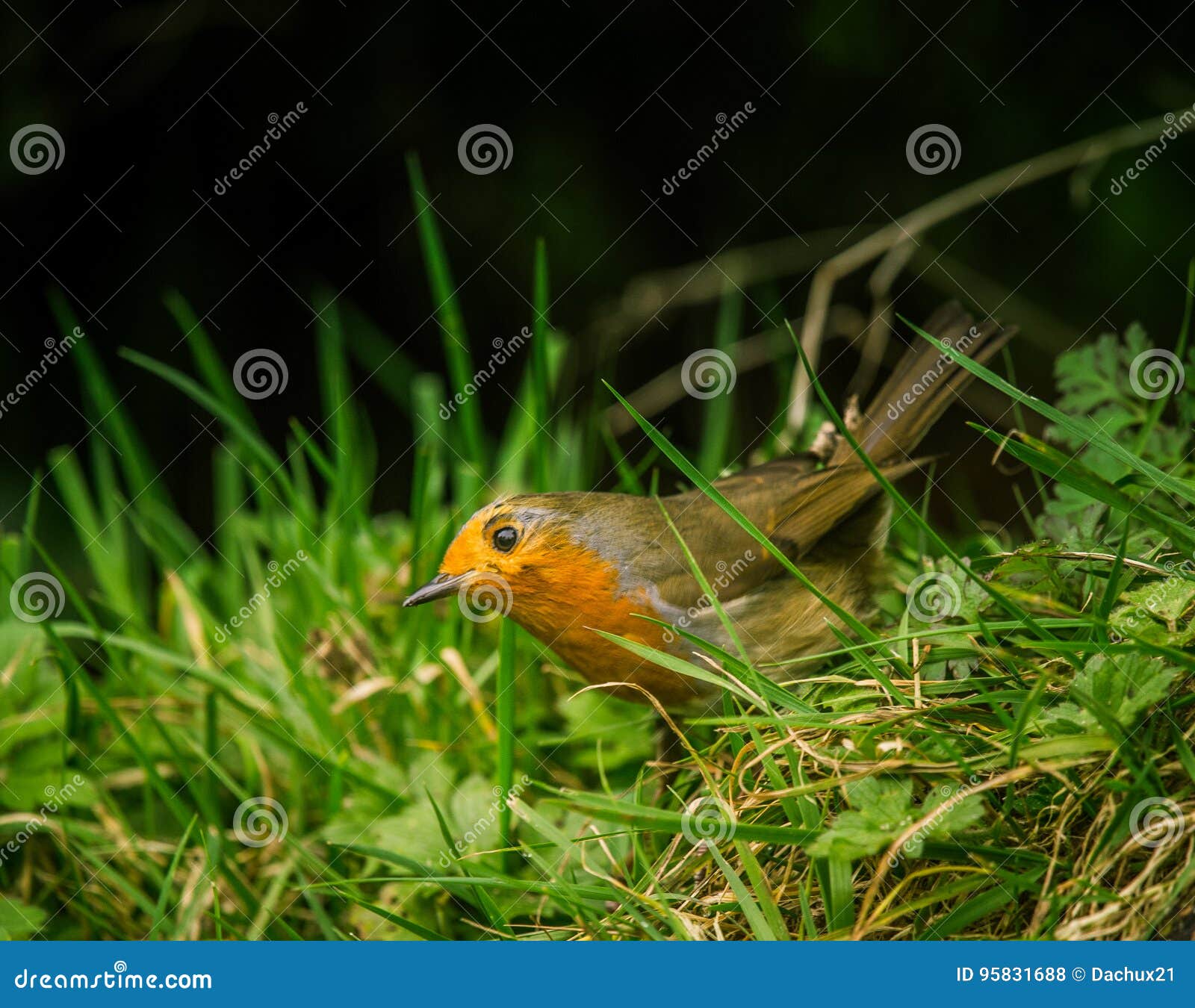 A Beautiful Robin Singing in the Park Stock Photo - Image of redbreast ...