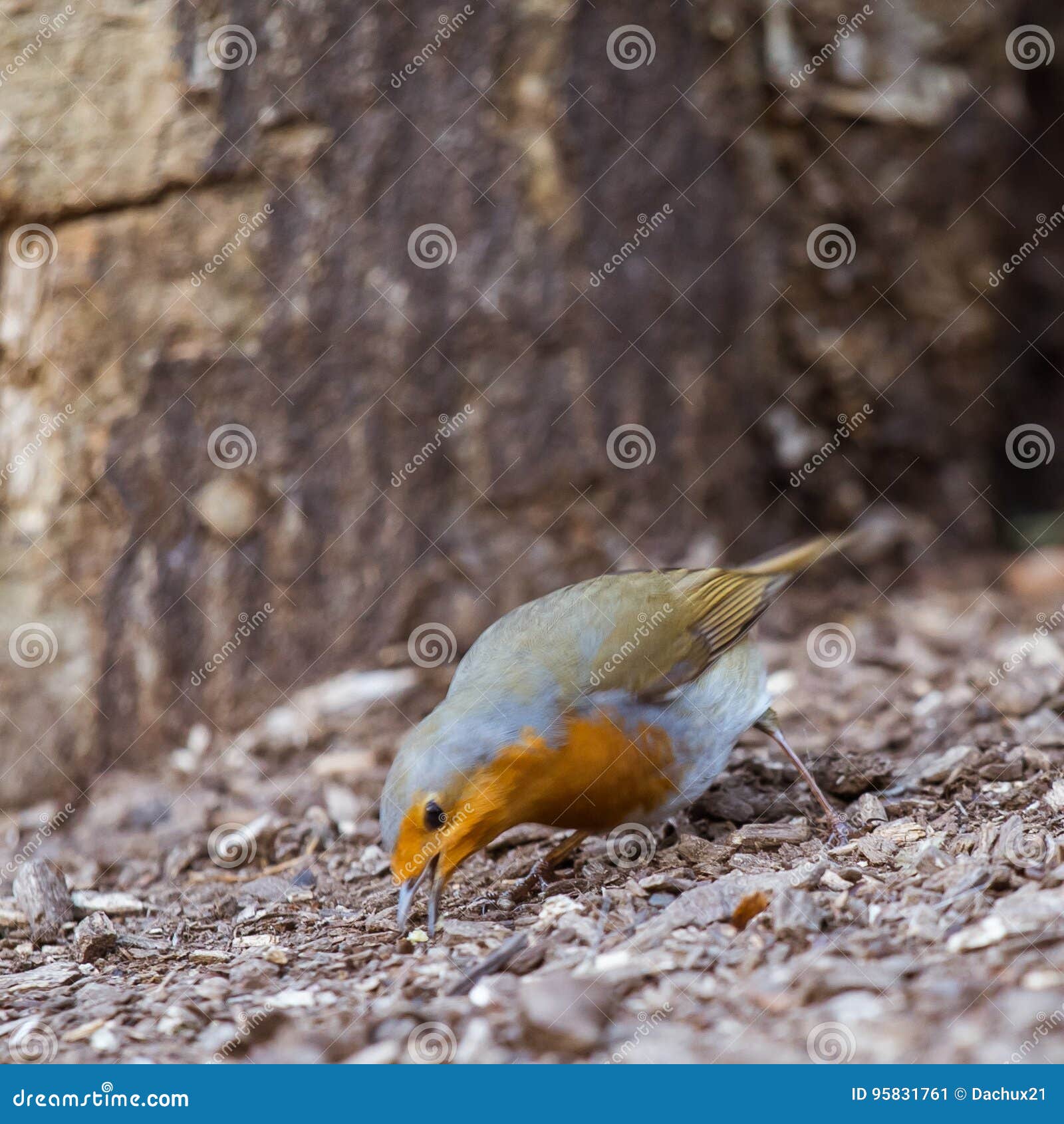 A Beautiful Robin Singing in the Park Stock Image - Image of green ...
