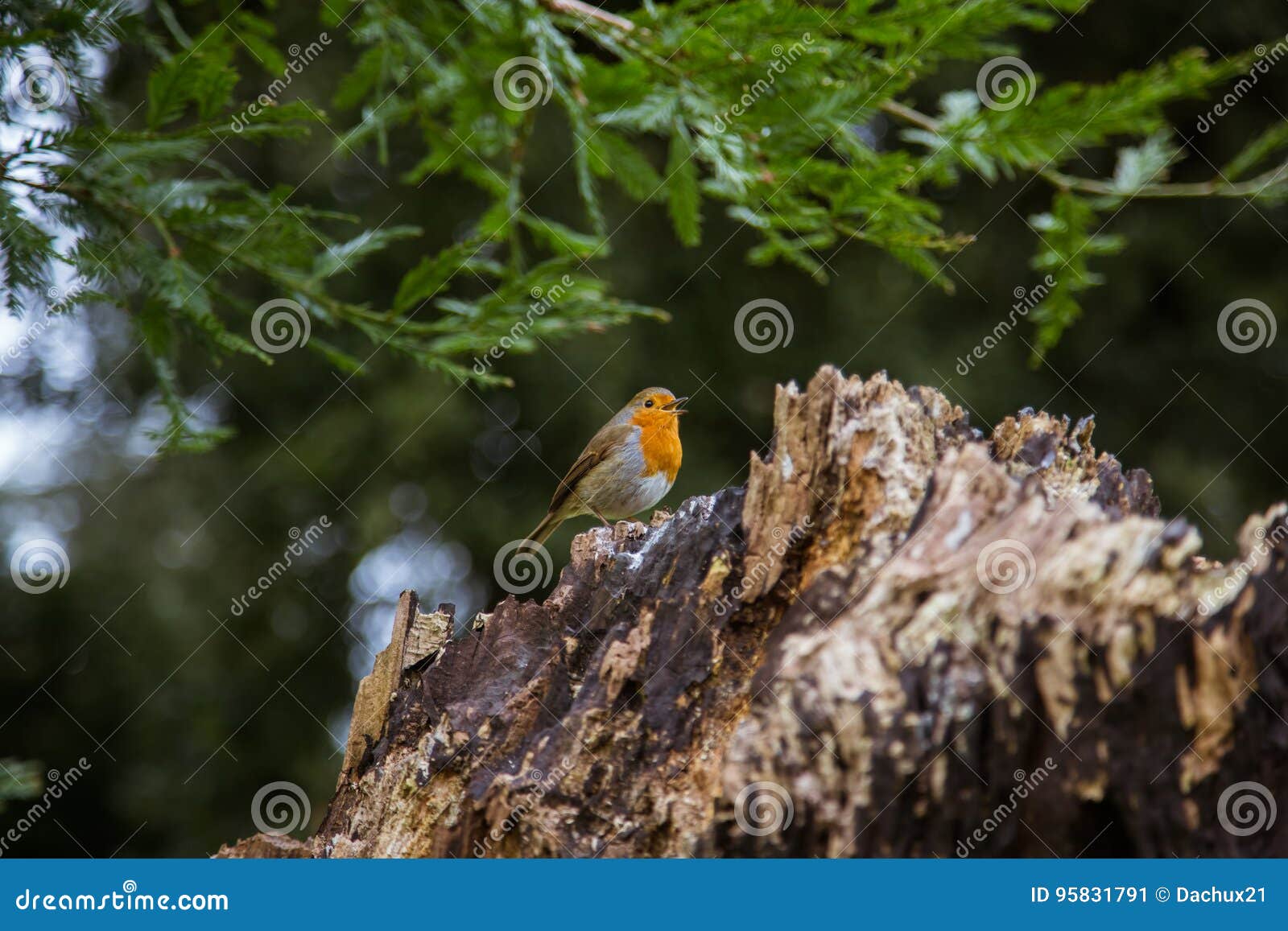 A Beautiful Robin Singing in the Park Stock Image - Image of christmas ...