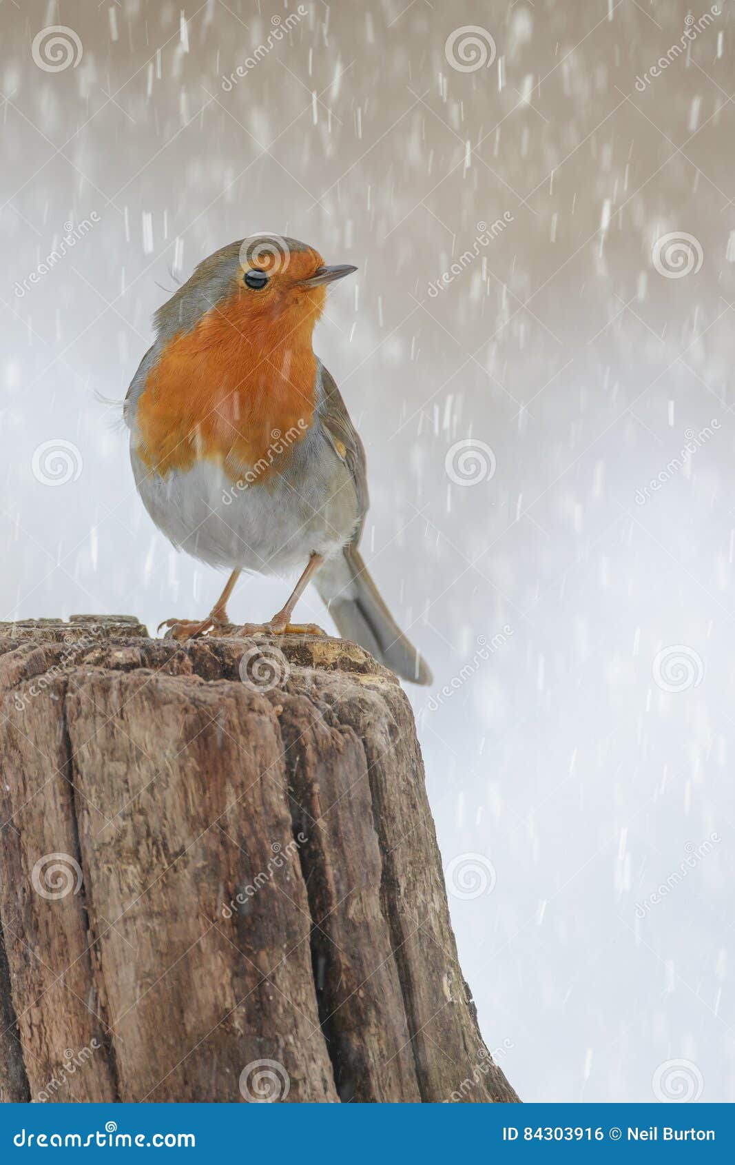 Beautiful robin stock photo. Image of card, orange, cute - 84303916