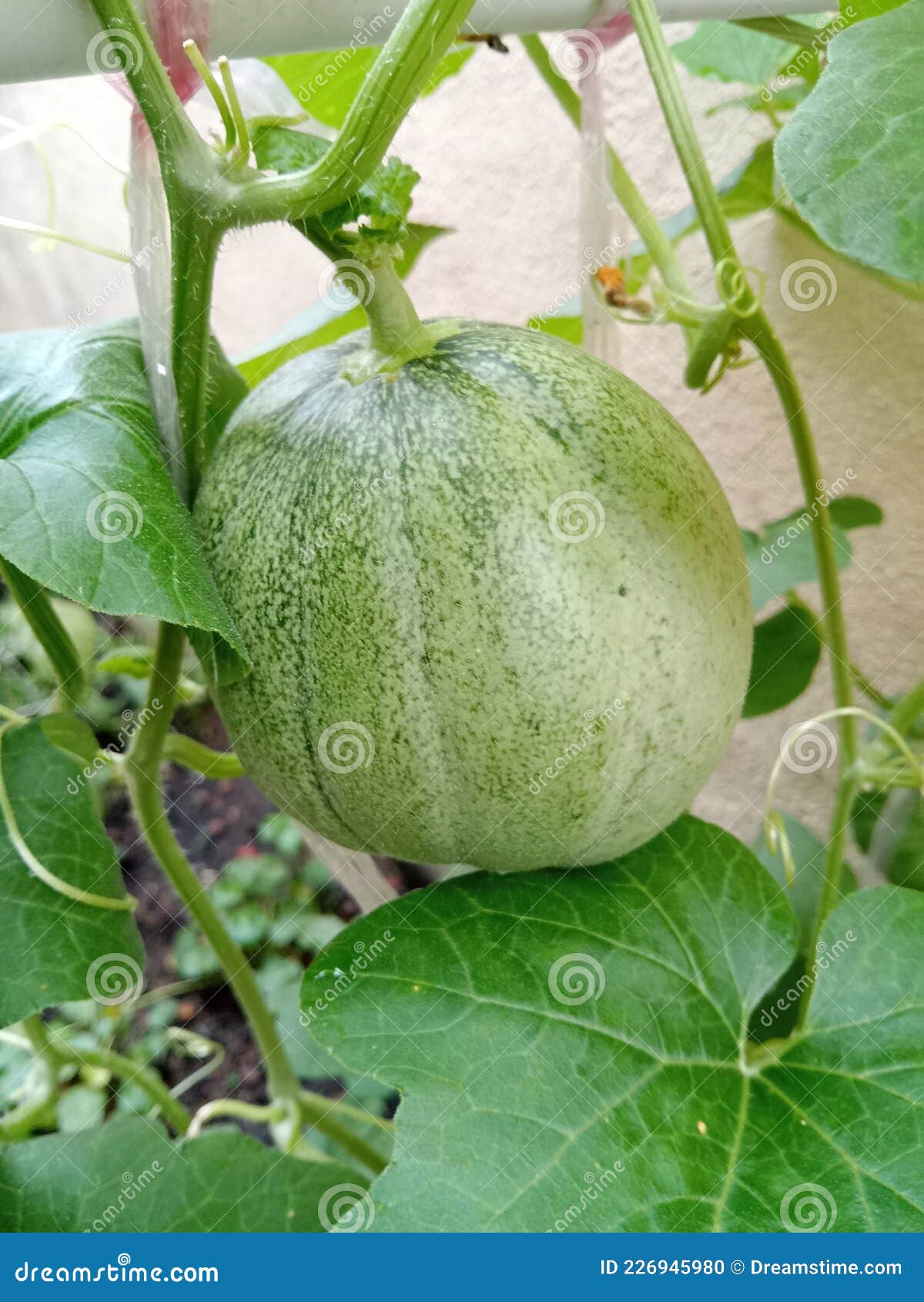 Beautiful Rock Melon Fruit stock photo. Image of garden - 226945980