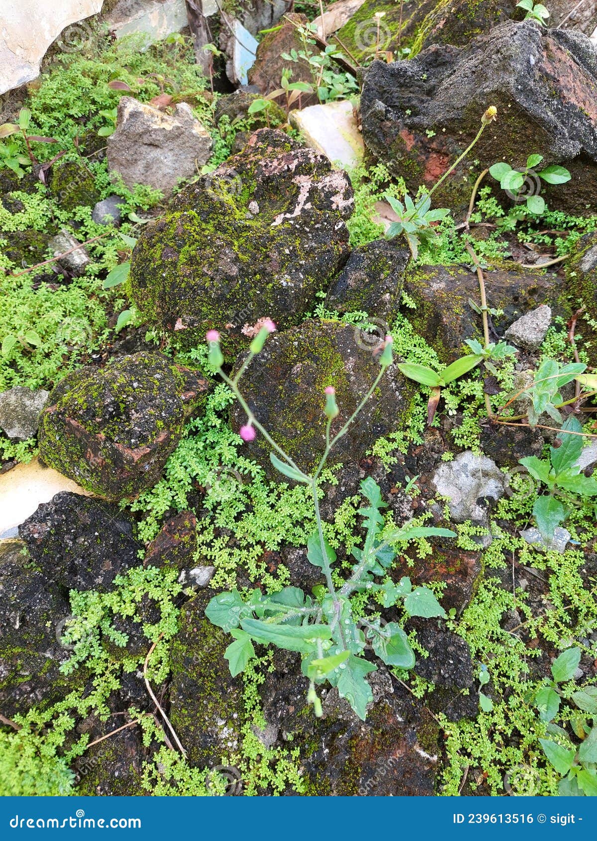 Beautiful Rocks Overgrown with Lush Flowers Stock Photo - Image of tree ...