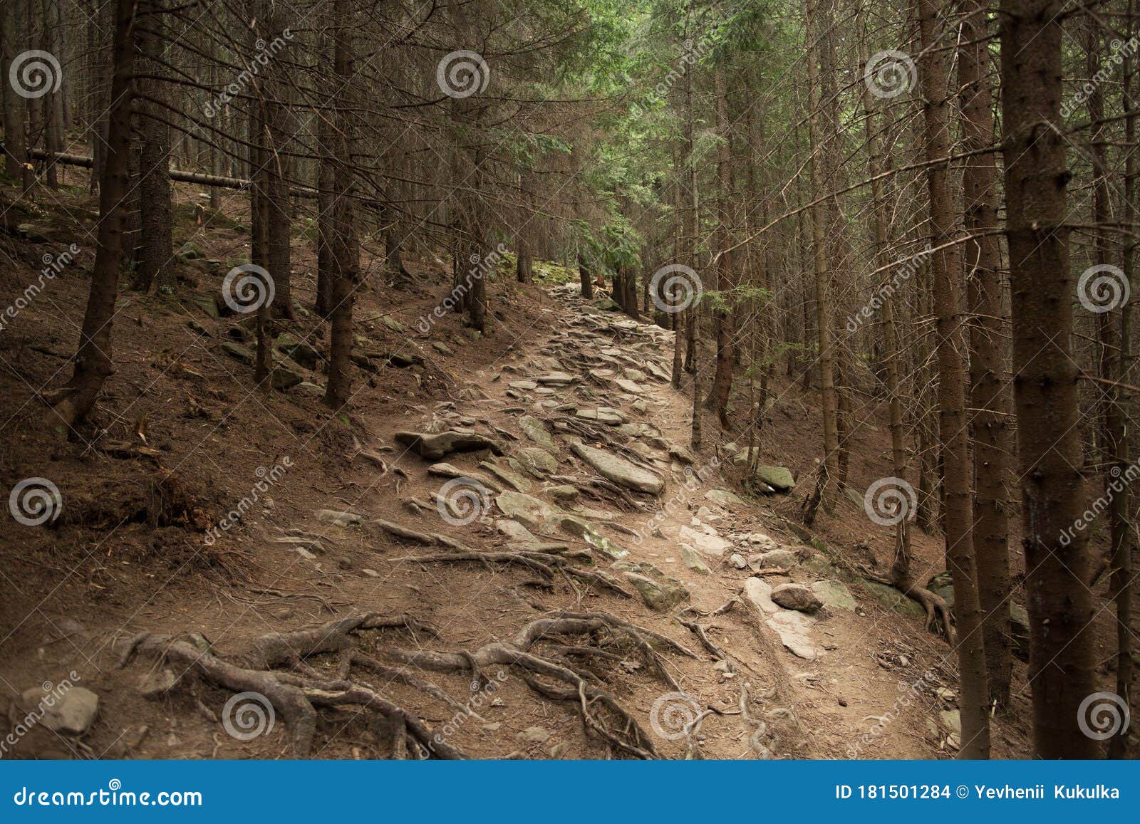 Beautiful Rocky Path in Pine Forest. Travel Concept Stock Photo - Image ...