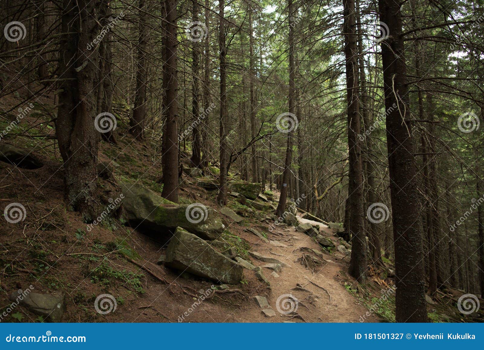 Beautiful Rocky Path in Pine Forest. Travel Concept Stock Image - Image ...