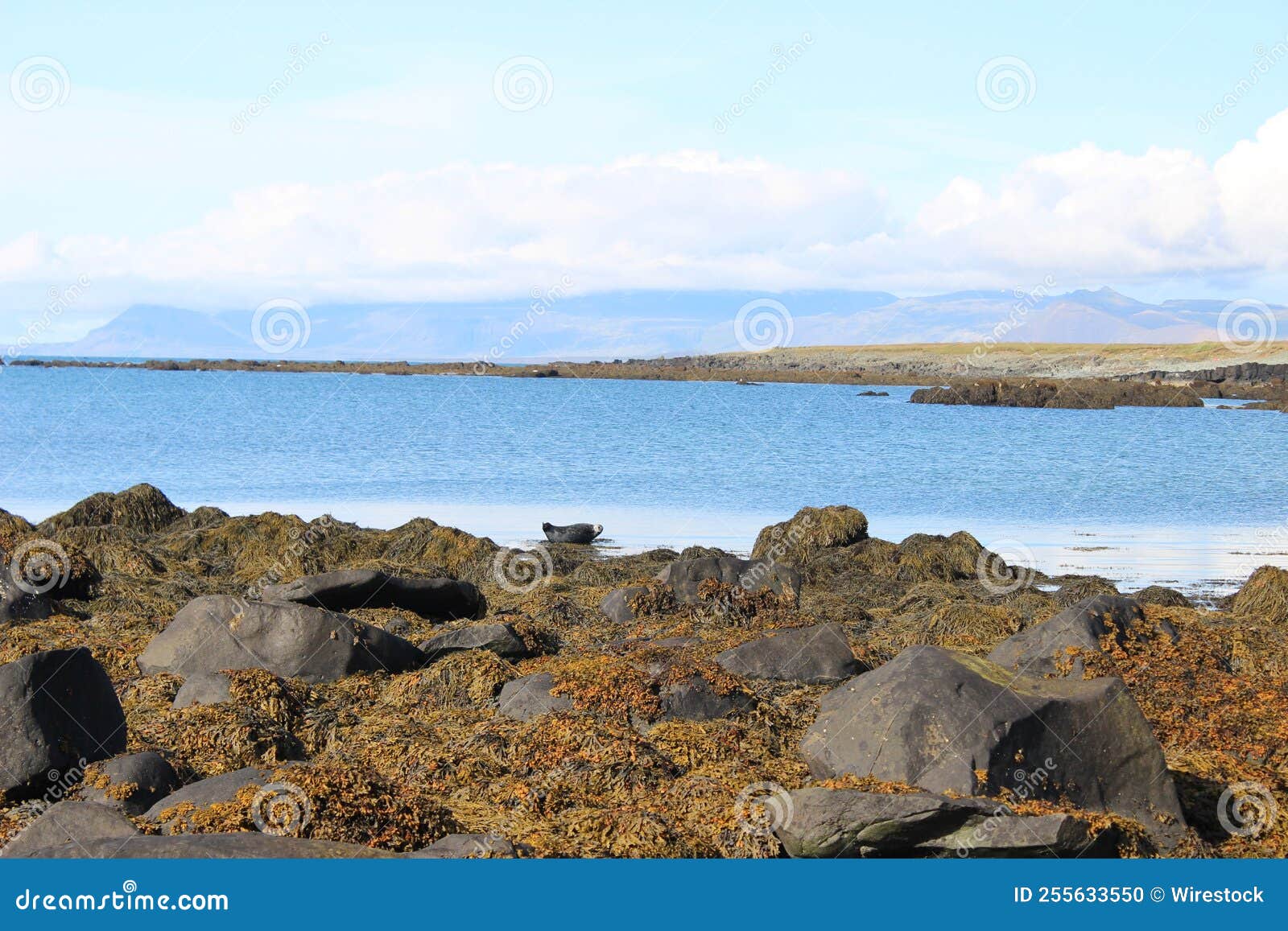 Beautiful Rocky Shore in Iceland Stock Photo - Image of scenic, rocky ...