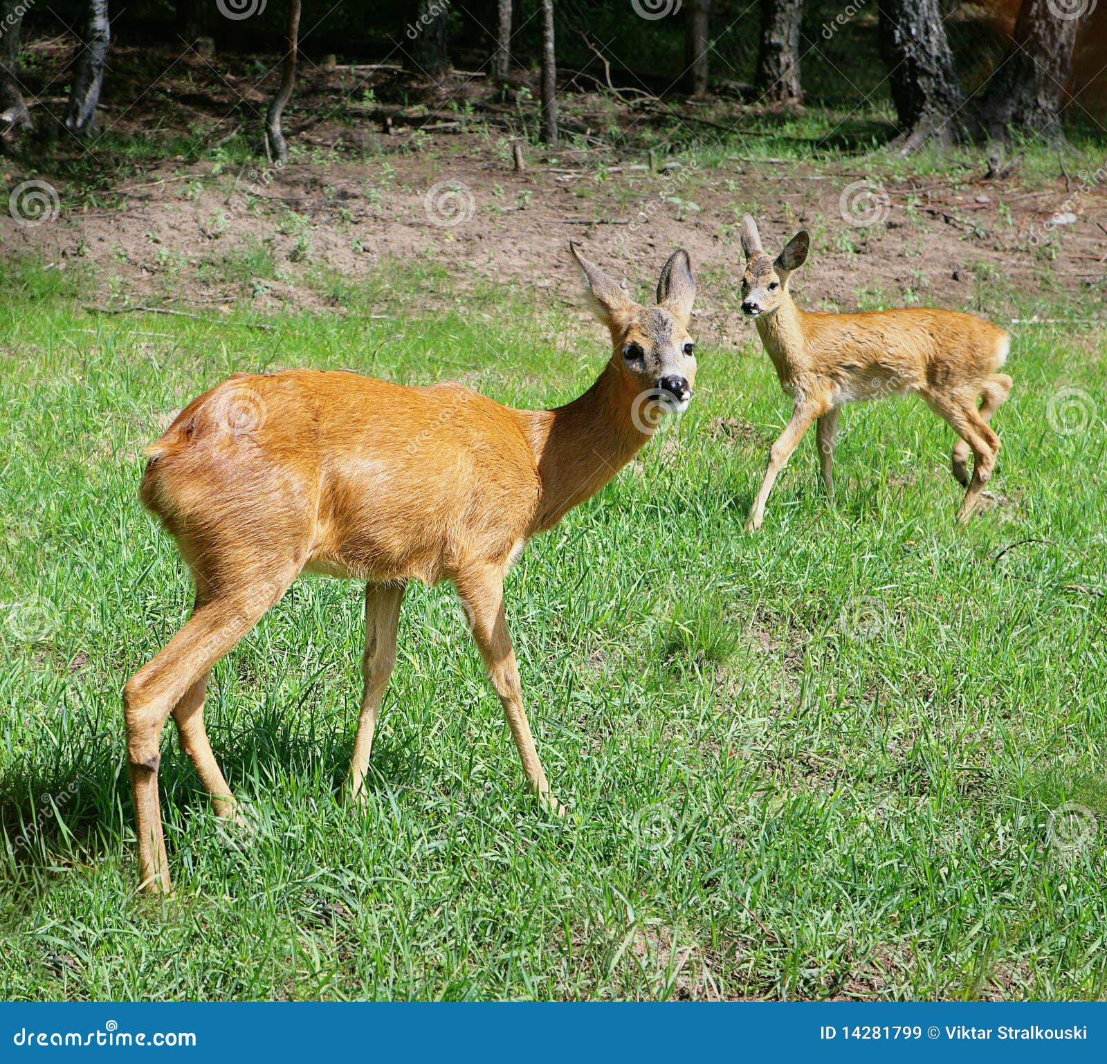 Beautiful roe deer stock image. Image of deer, alertness - 14281799