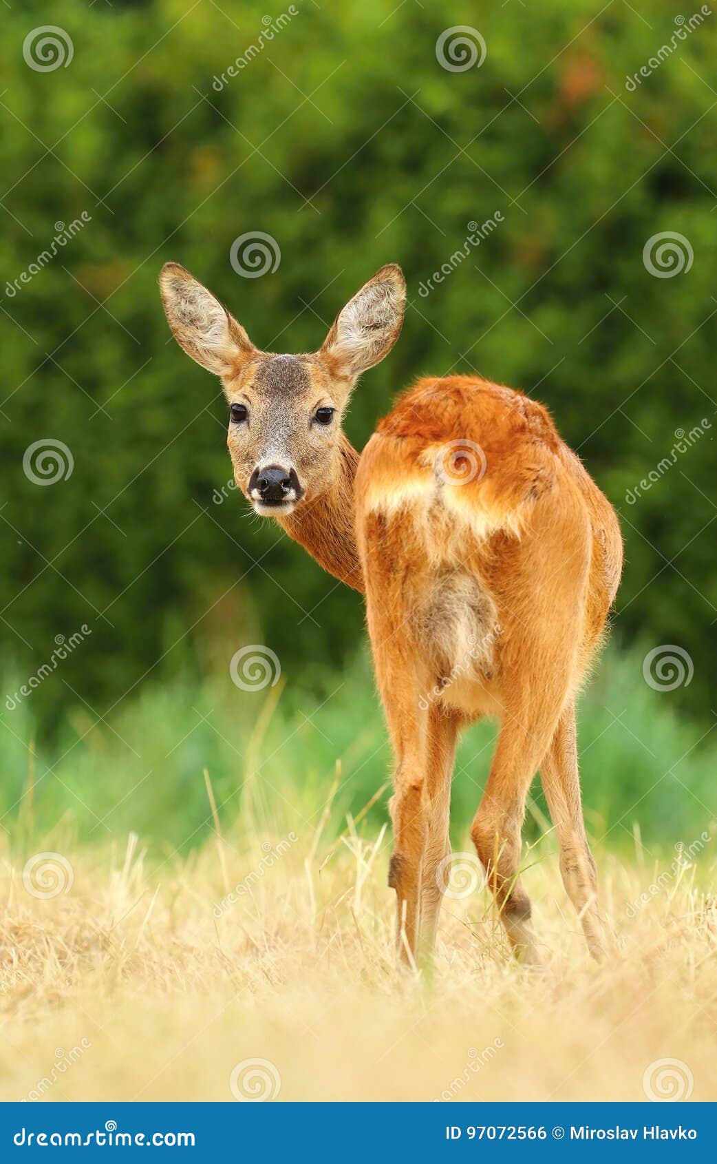 Beautiful roe deer female stock photo. Image of animal - 97072566
