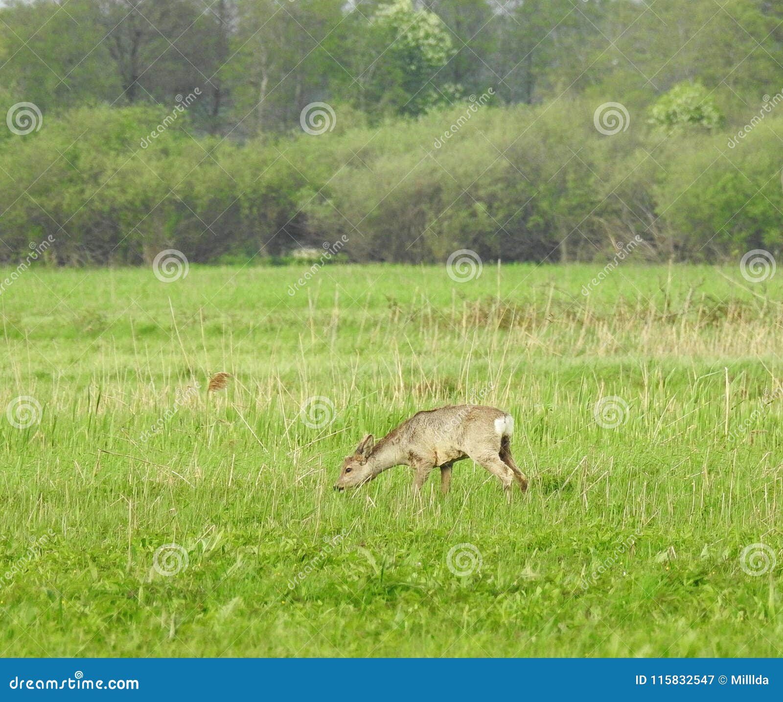 Roe Deer in Spring Swamp , Lithuania Stock Image - Image of wildlife ...