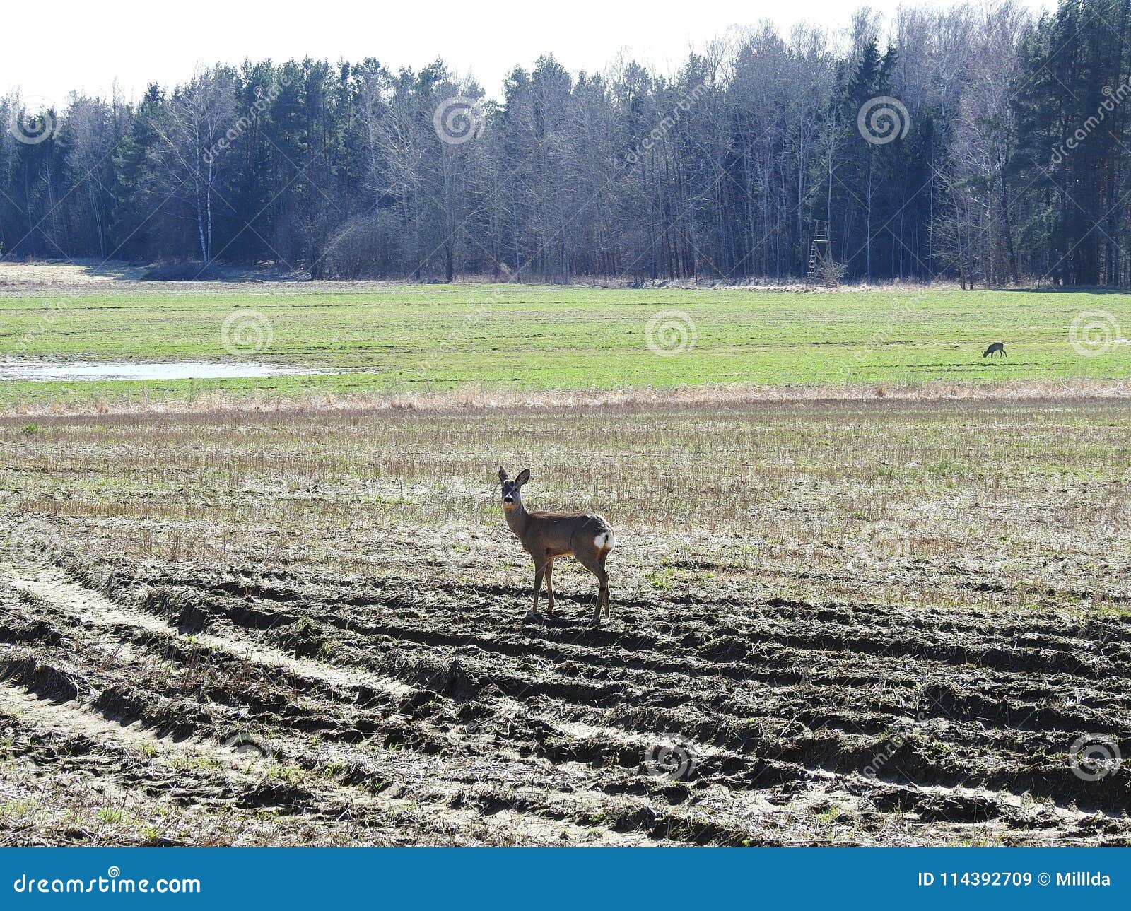 Beautiful Roe Deer in Spring Field, Lithuania Stock Image - Image of ...