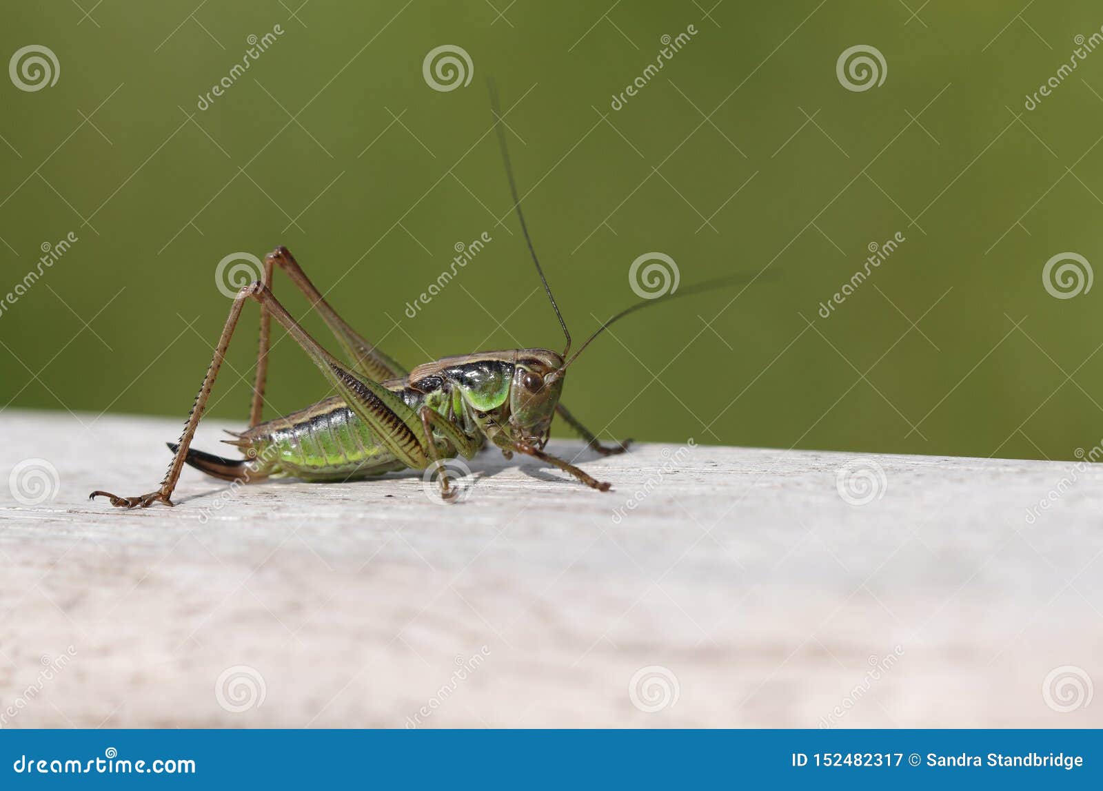 A Beautiful Roesel`s Bush-Cricket, Metrioptera Roeselii, Perching on ... A Beautiful Roesel`s Bush-Cricket, Metrioptera Roeselii, Perching on ...