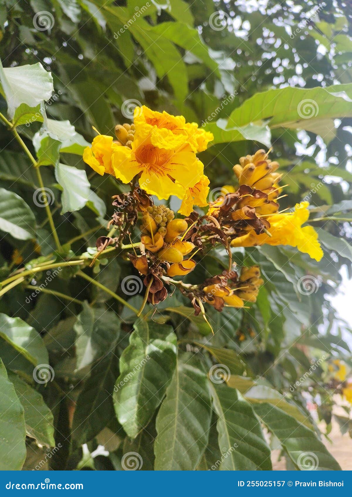 A Beautiful Rohida Flower ðŸŒºðŸŒ»ðŸŒ¹ðŸŒ· Stock Image - Image of ...