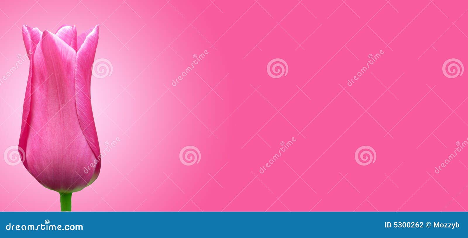 Beautiful romance tulip stock photo. Image of close, bridal - 5300262