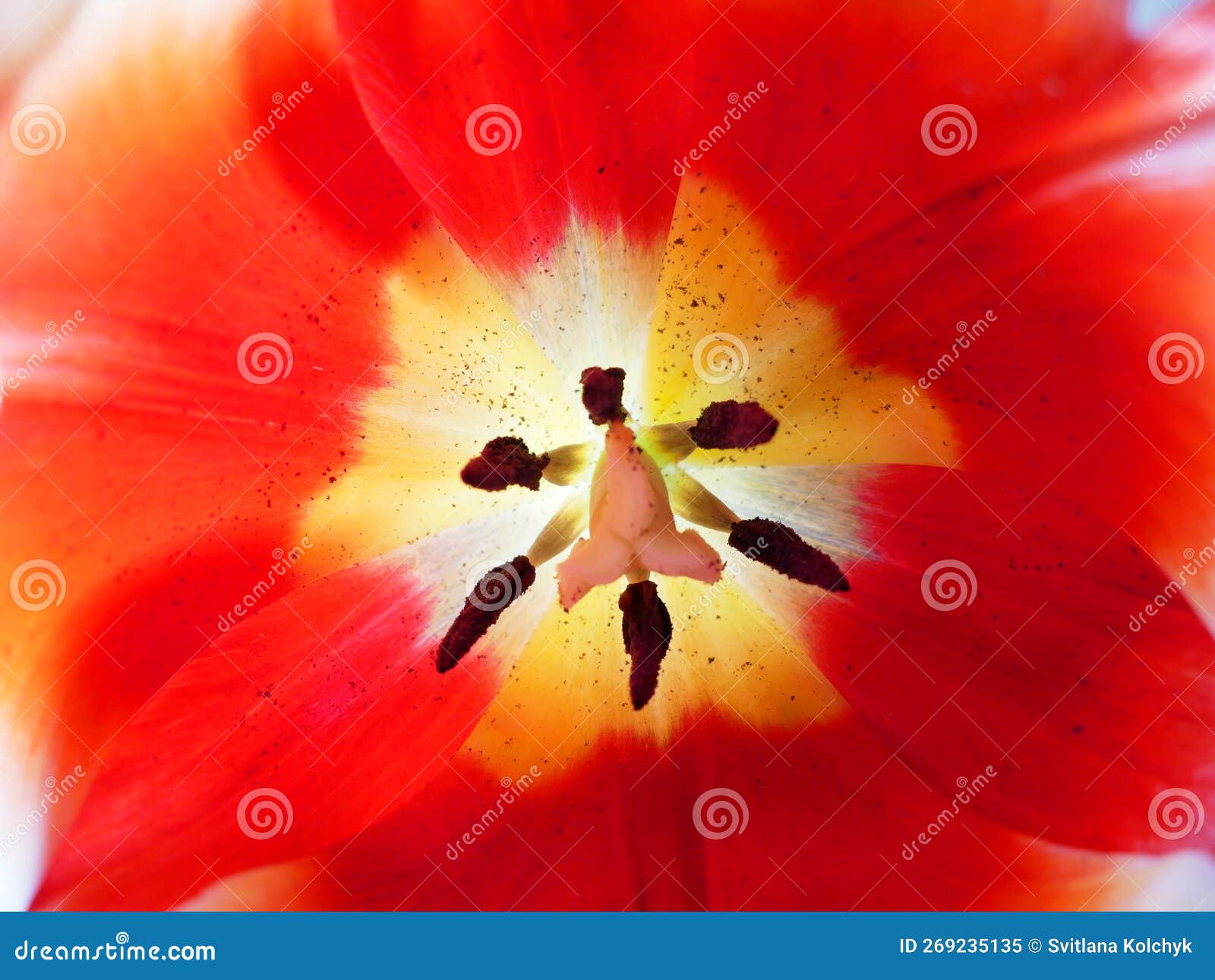 Beautiful Romantic Open Red Tulip Macro Background Stock Image - Image ...