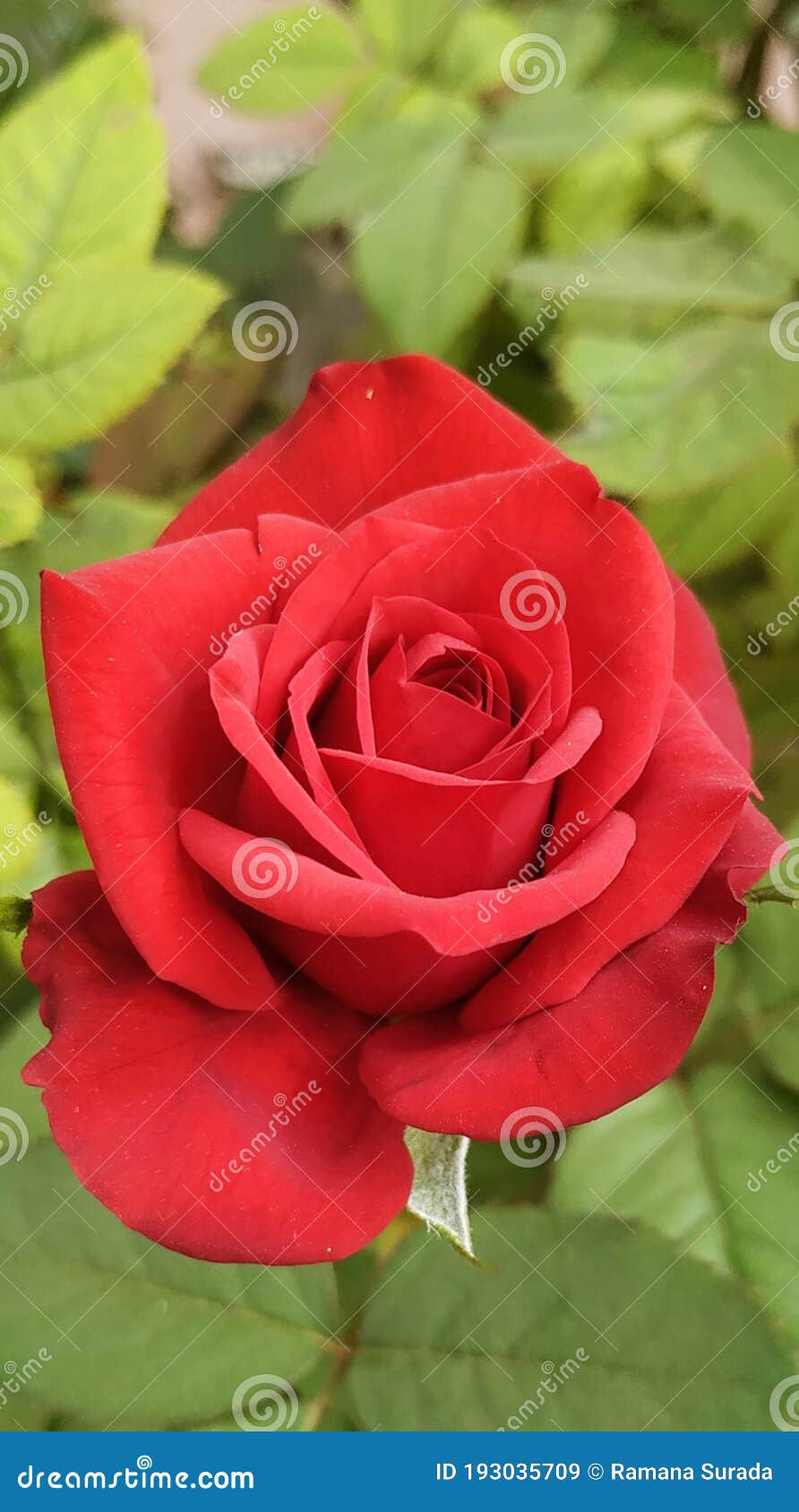 A Beautiful Romantic Red Rose Stock Image - Image of green, rose: 193035709