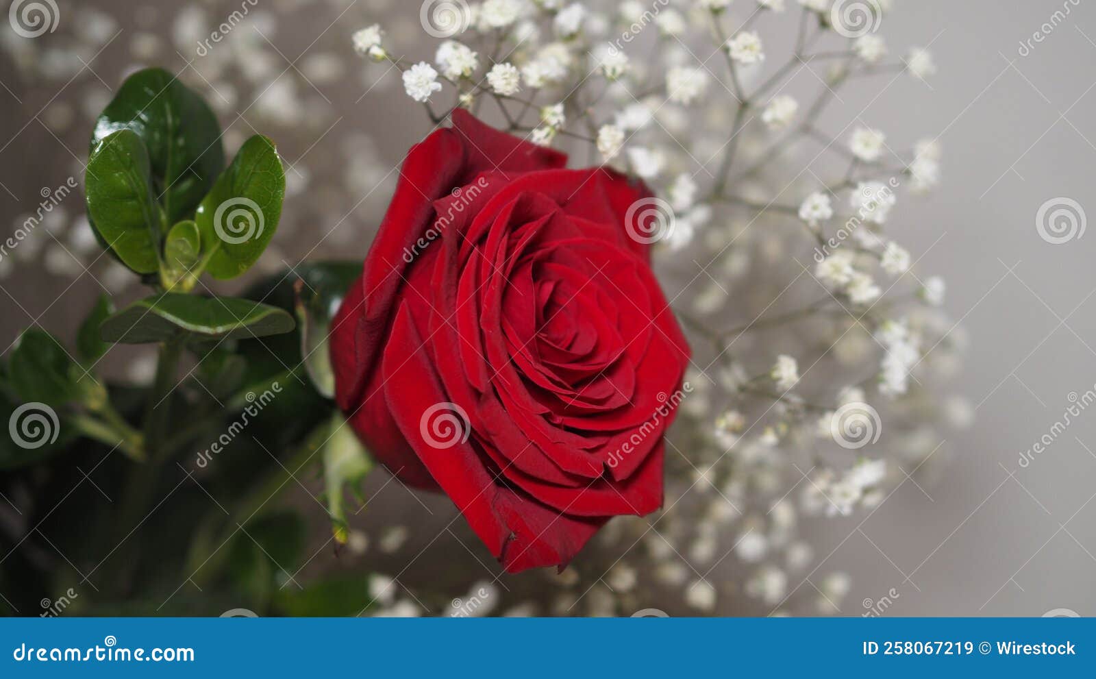 Beautiful Romantic Red Rose Stock Image - Image of elegance, love ...