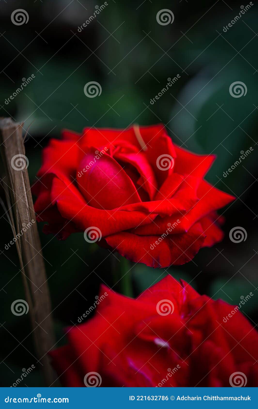 Beautiful Romantic Red Rose in the Garden Stock Photo - Image of ...