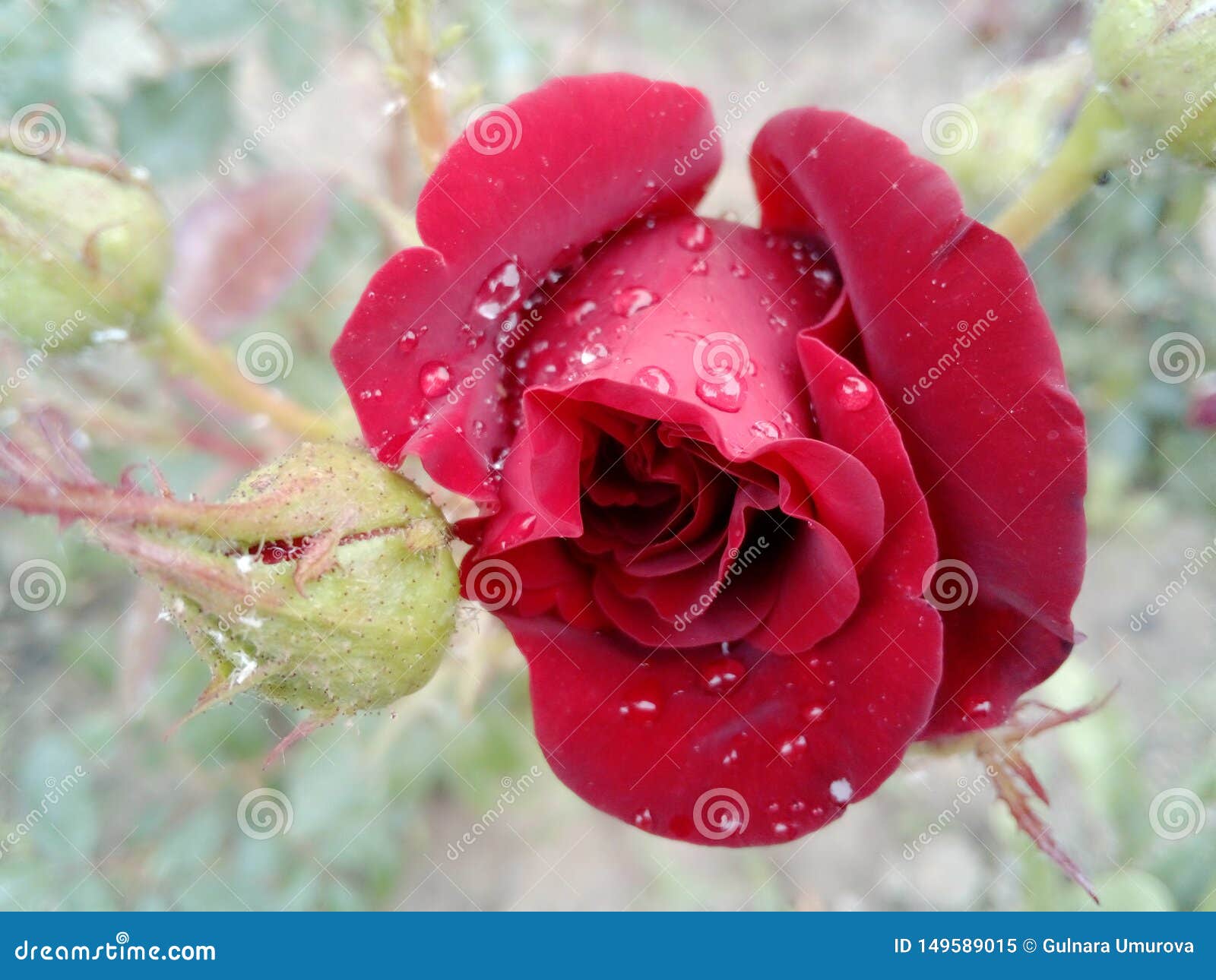 Beautiful Romantic Red Rose Stock Image - Image of rose, rain: 149589015