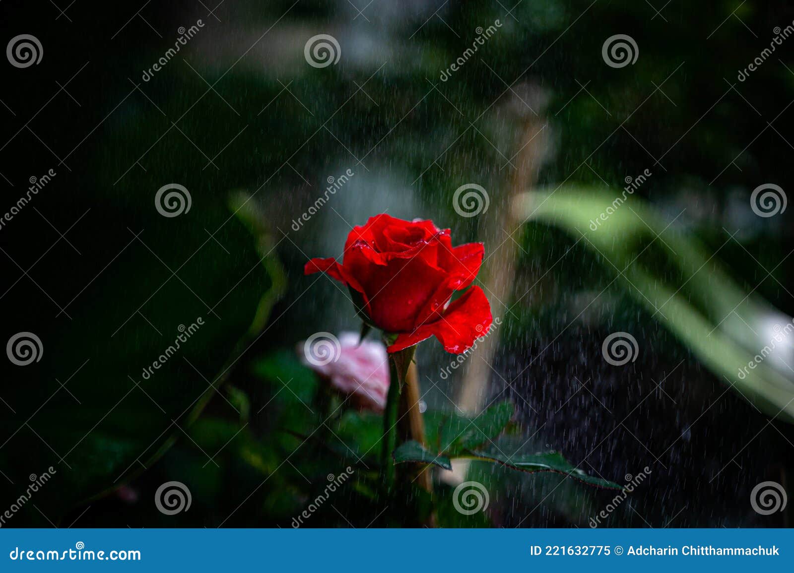 Beautiful Romantic Red Rose in the Rain Stock Image - Image of fragrant ...