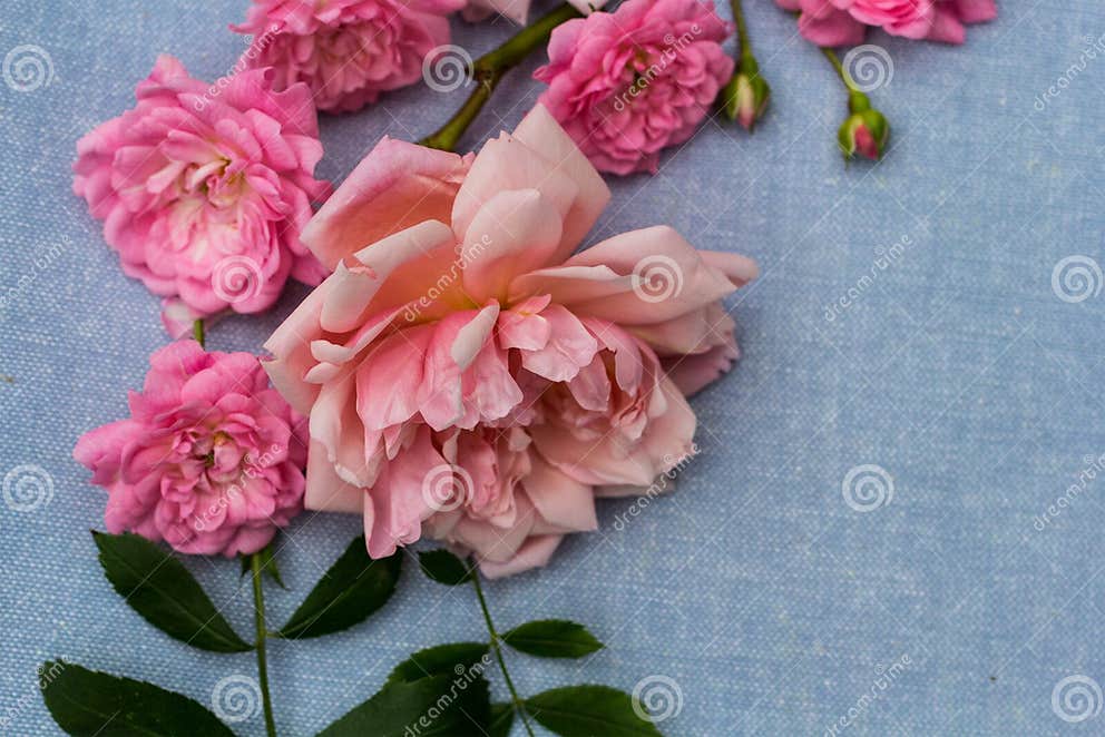 Beautiful, Romantic Rosy Frame Background Stock Photo - Image of rosy ...