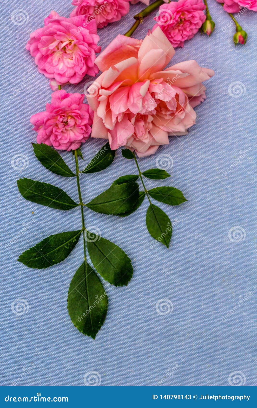 Beautiful, Romantic Rosy Frame Background Stock Image - Image of light ...