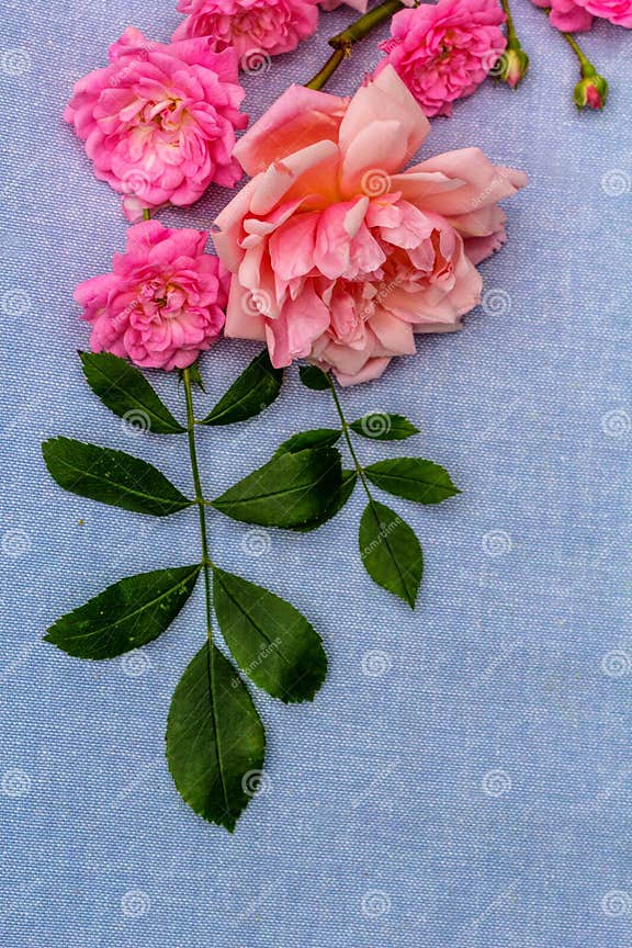 Beautiful, Romantic Rosy Frame Background Stock Image - Image of light ...