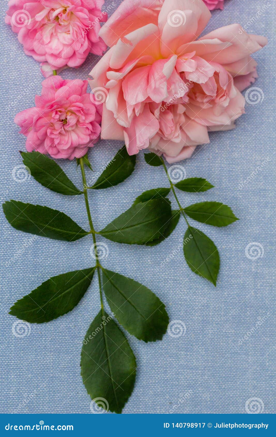 Beautiful, Romantic Rosy Background Stock Image - Image of material ...
