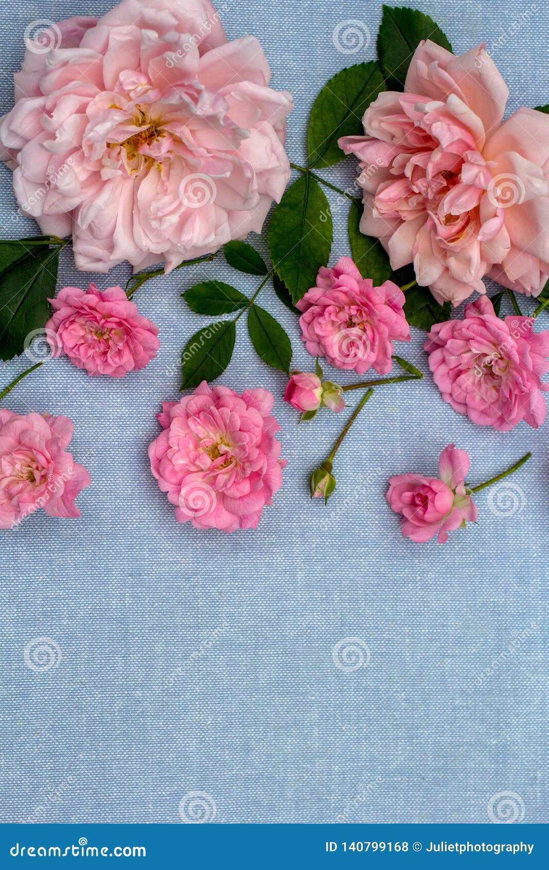 Beautiful, Romantic Rosy Background Stock Photo - Image of leaves, blue ...