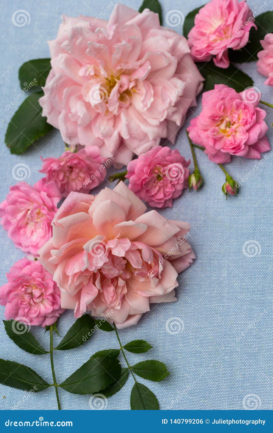 Beautiful, Romantic Rosy Background Stock Photo - Image of material ...
