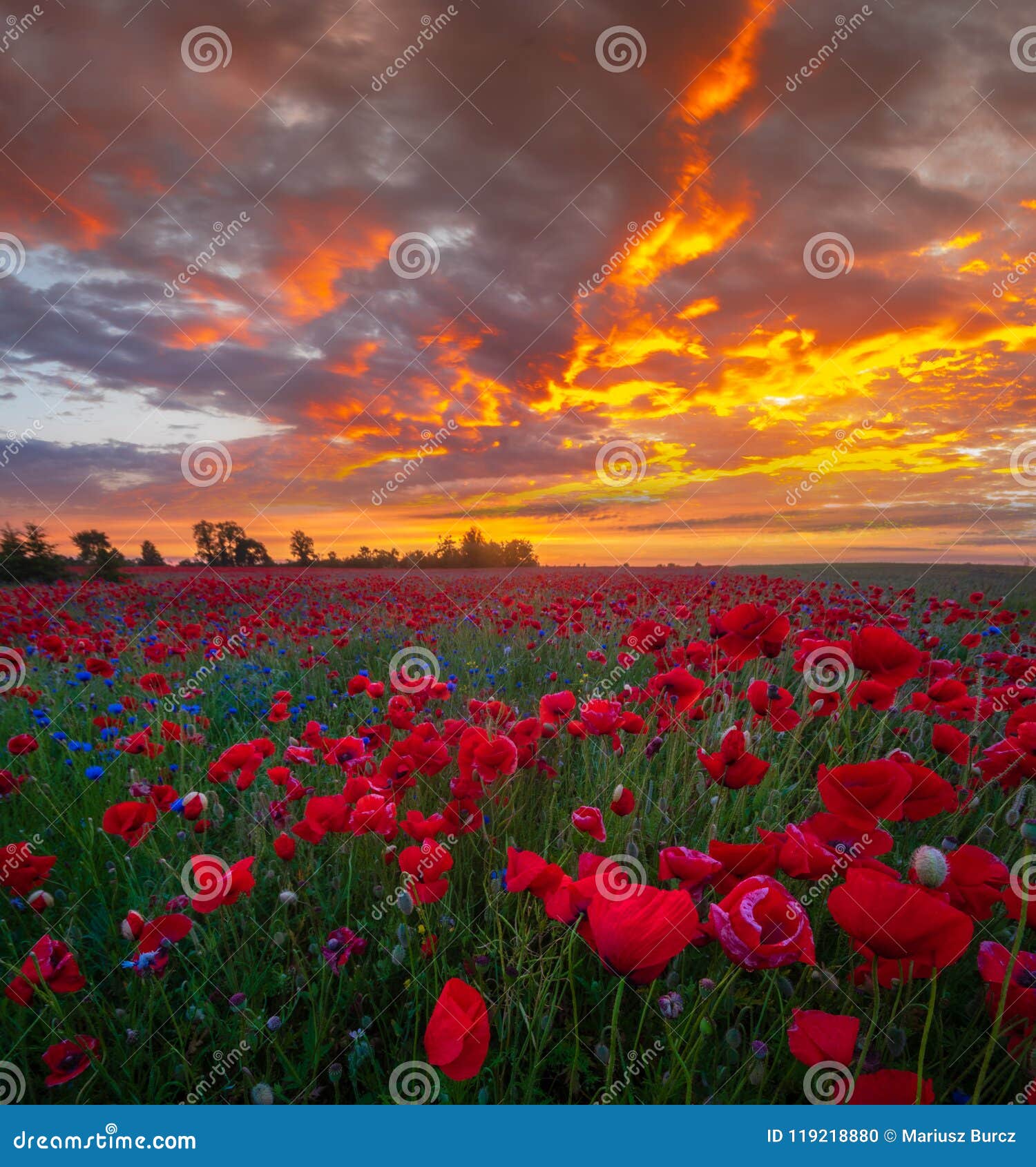 Romantic Sunset Over a Poppy Meadow Stock Photo - Image of countryside ...