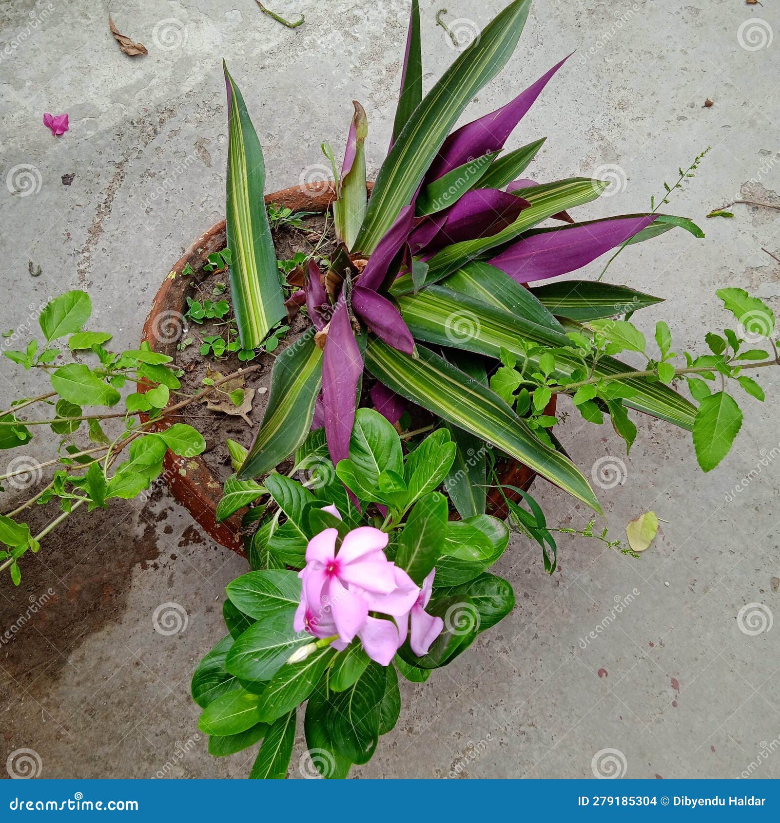 Beautiful plant in tub stock photo. Image of beautiful - 279185304