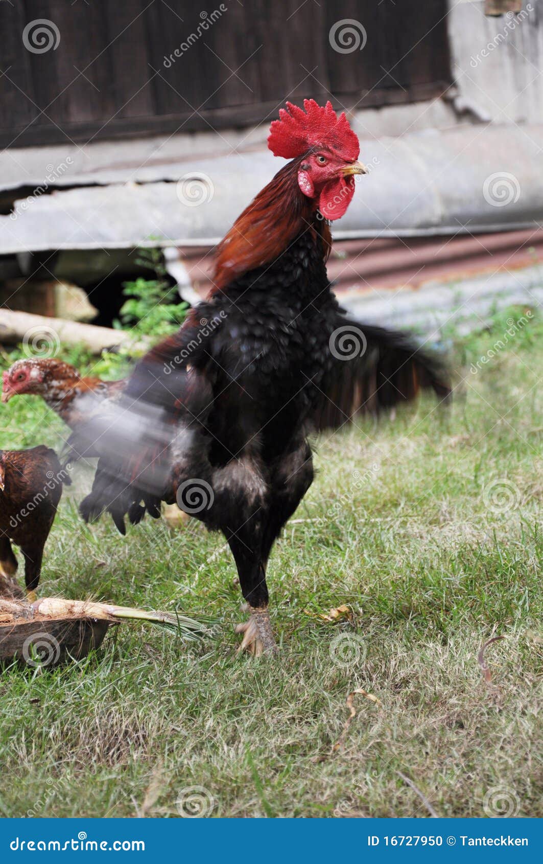 Beautiful Rooster stock photo. Image of layer, feather - 16727950