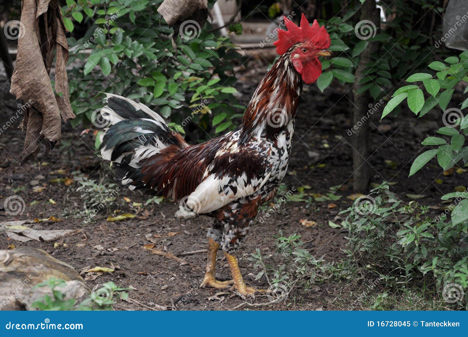 Beautiful Rooster stock image. Image of animal, live - 16728045