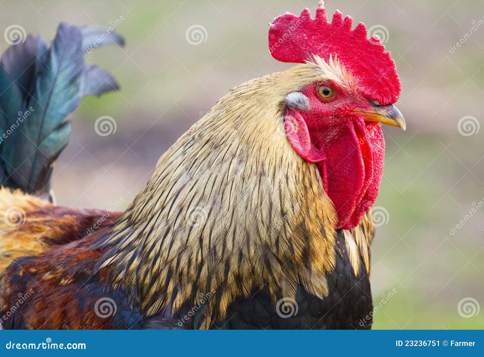 Beautiful Rooster stock image. Image of cockrel, grand - 23236751