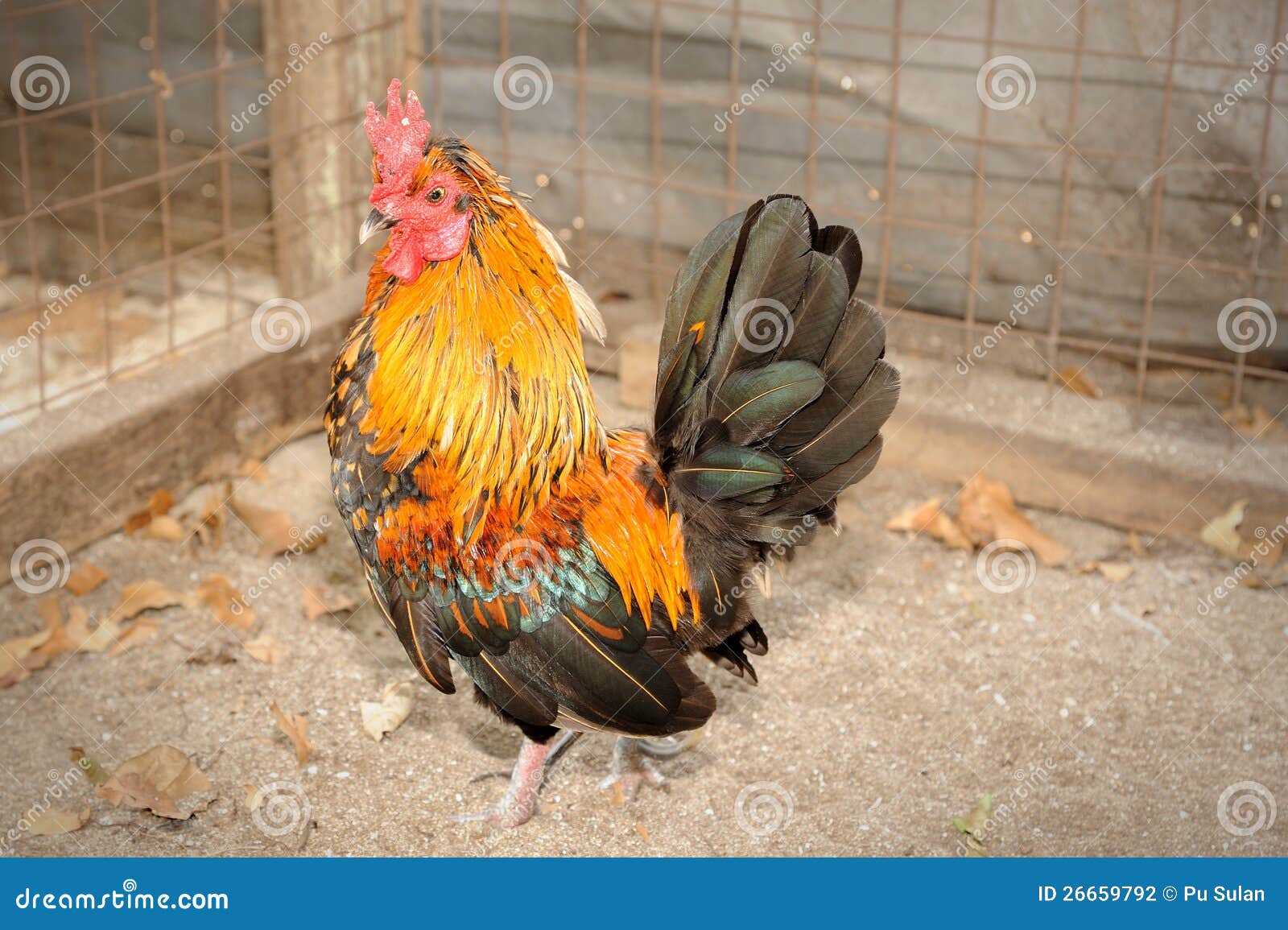 Beautiful Rooster stock photo. Image of beak, head, beautiful - 26659792
