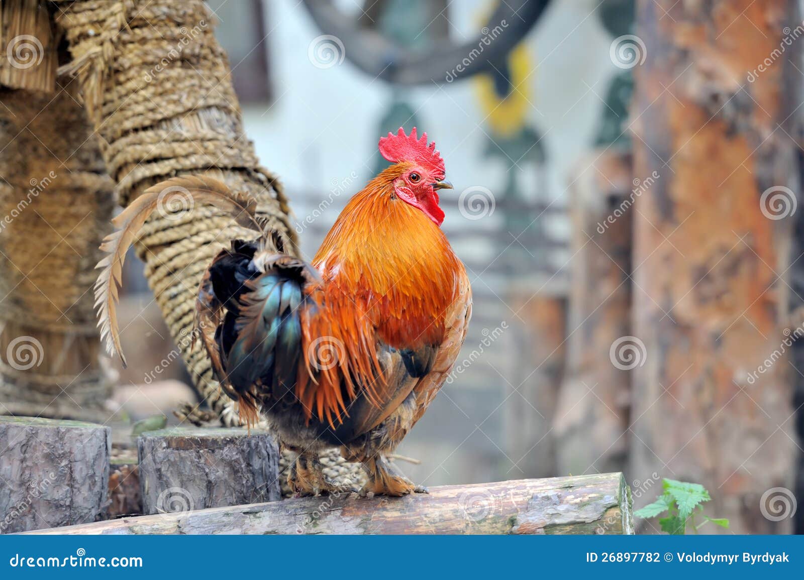 Beautiful Rooster stock photo. Image of elegant, grass - 26897782