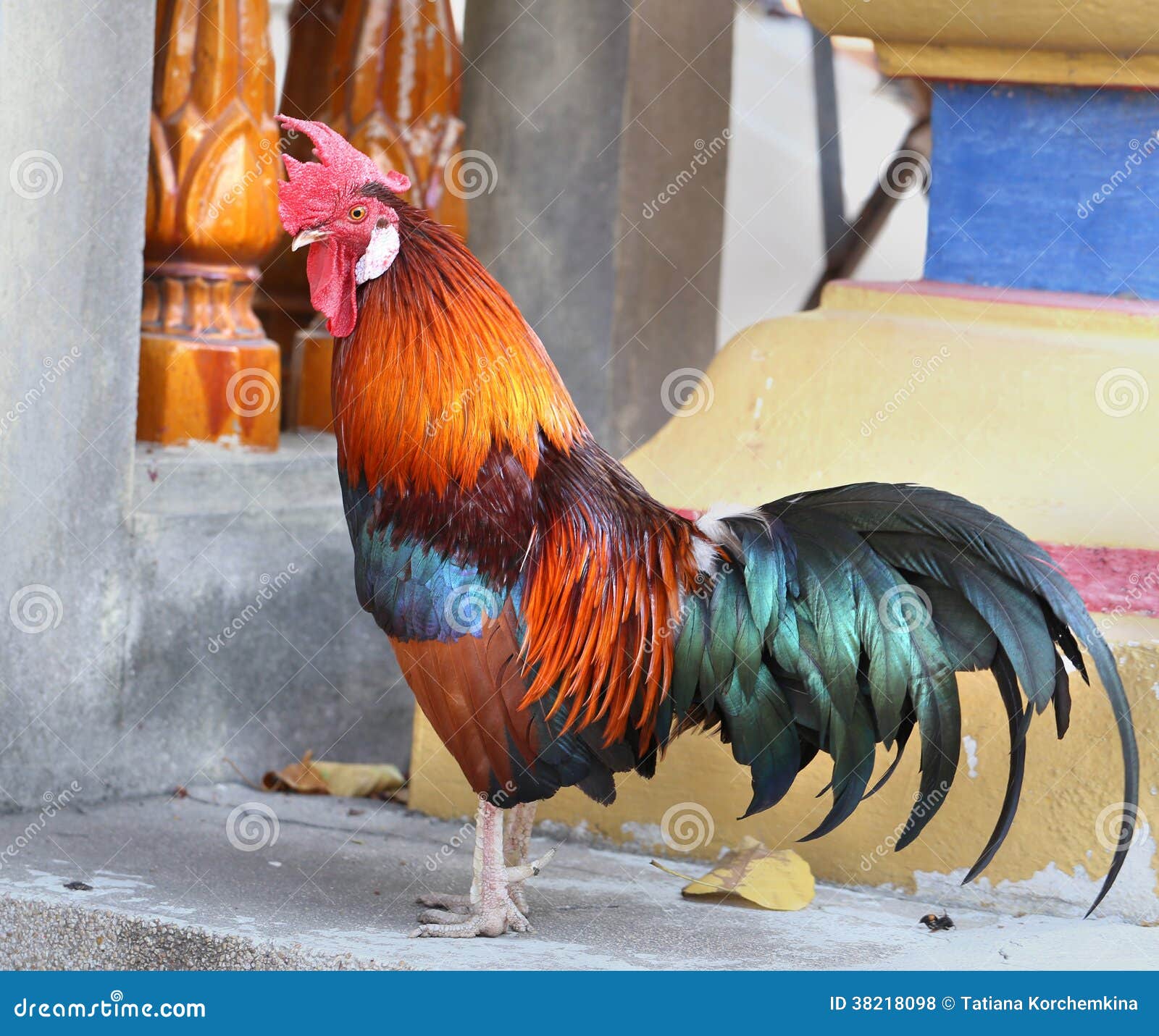 Beautiful rooster stock photo. Image of nature, wild - 38218098