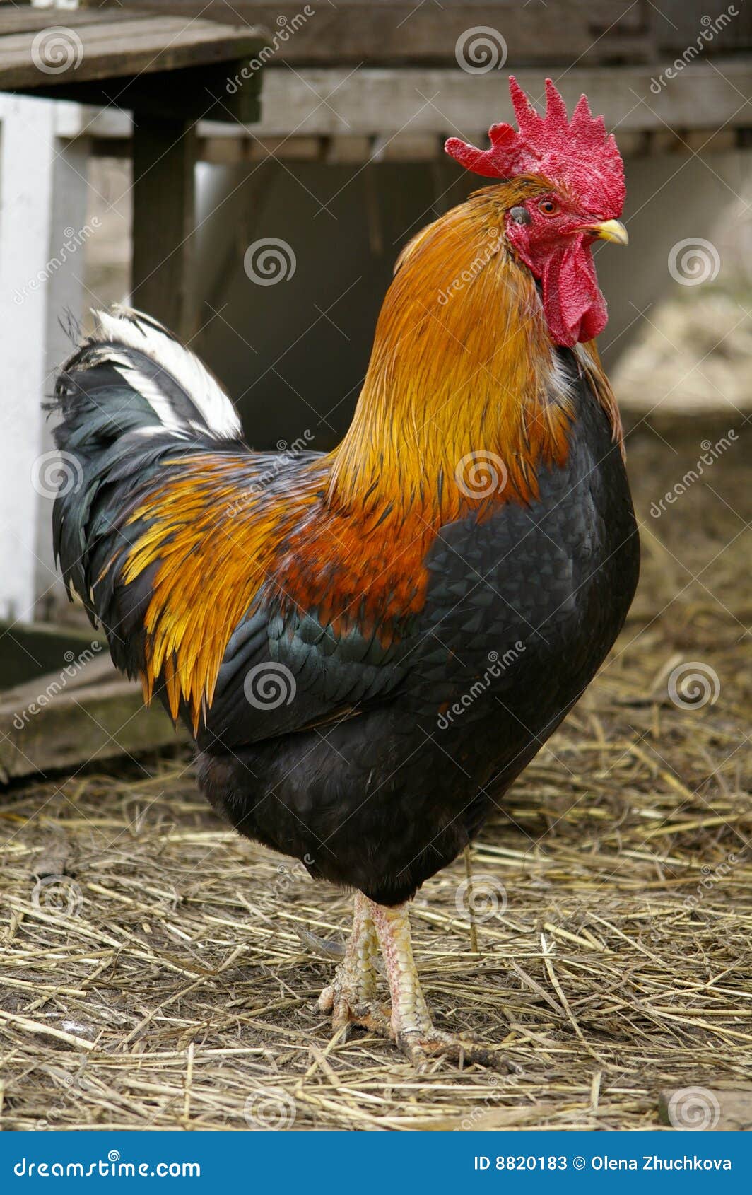 Beautiful rooster stock image. Image of cockerel, feather - 8820183
