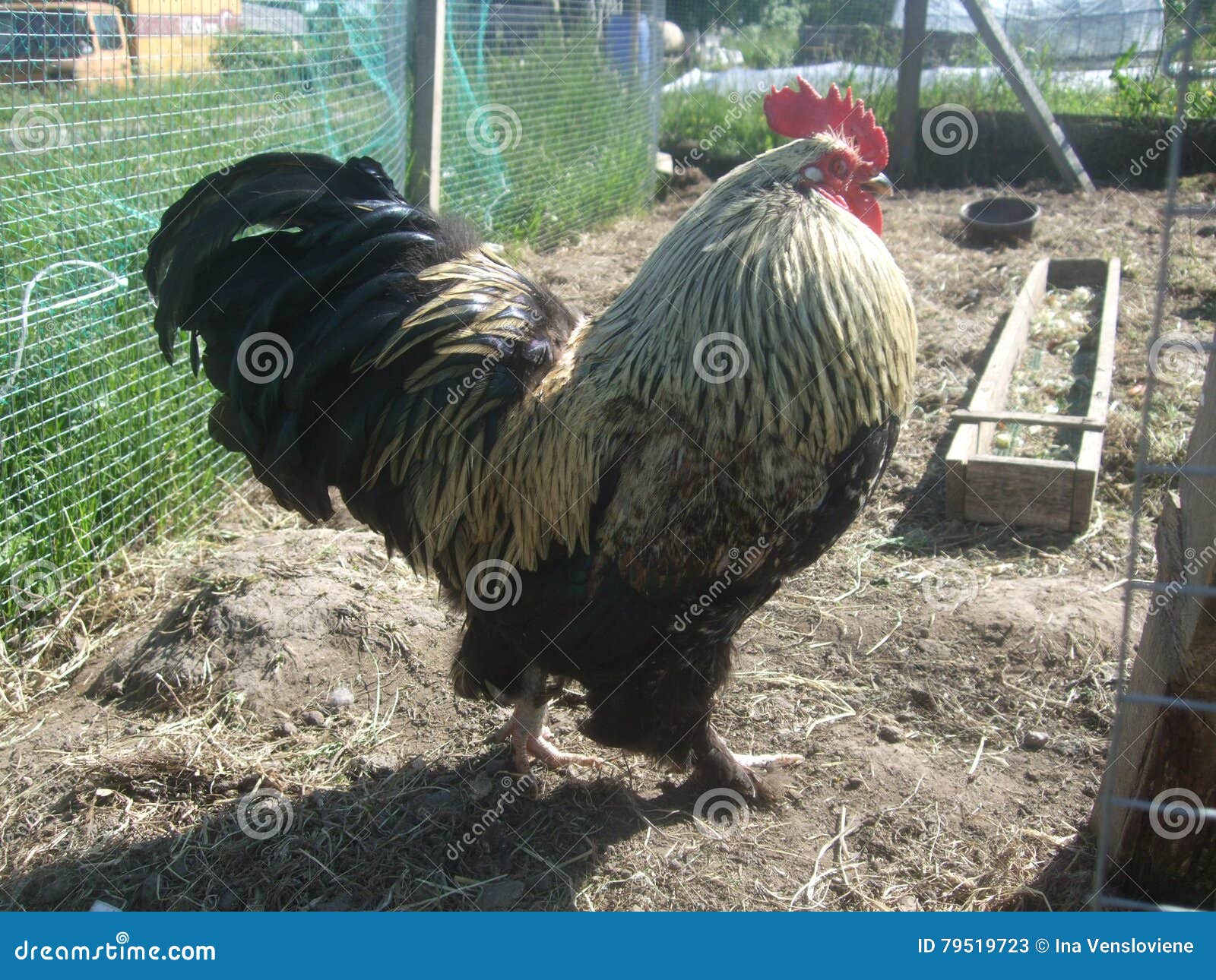 Beautiful rooster stock image. Image of country, sunny - 79519723