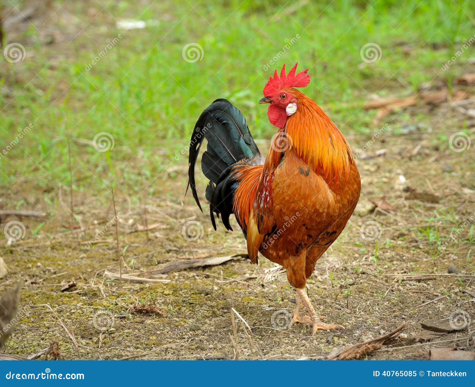 Beautiful rooster stock image. Image of agriculture, fowl - 40765085