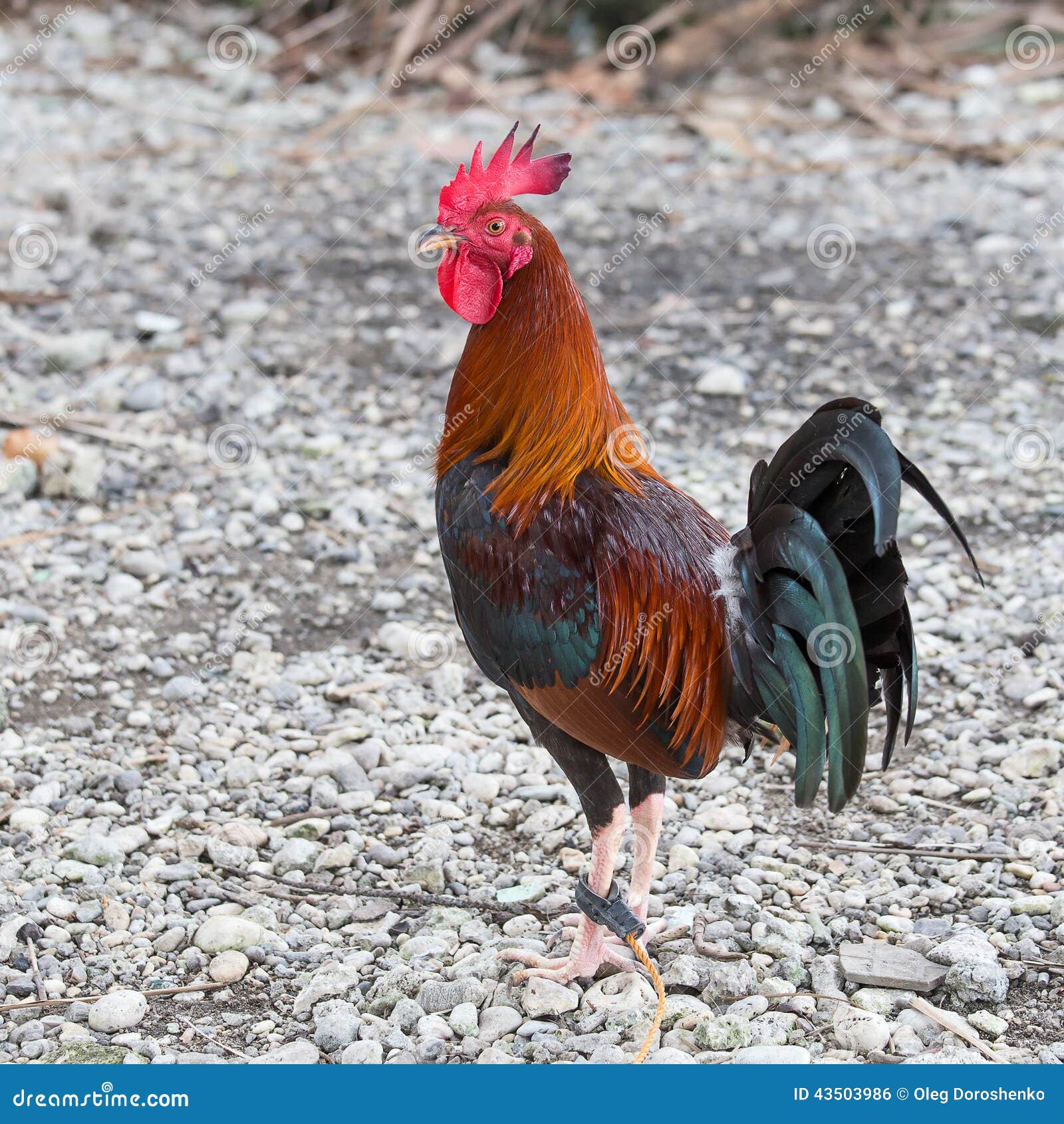 Beautiful rooster stock photo. Image of domestic, cockscomb - 43503986