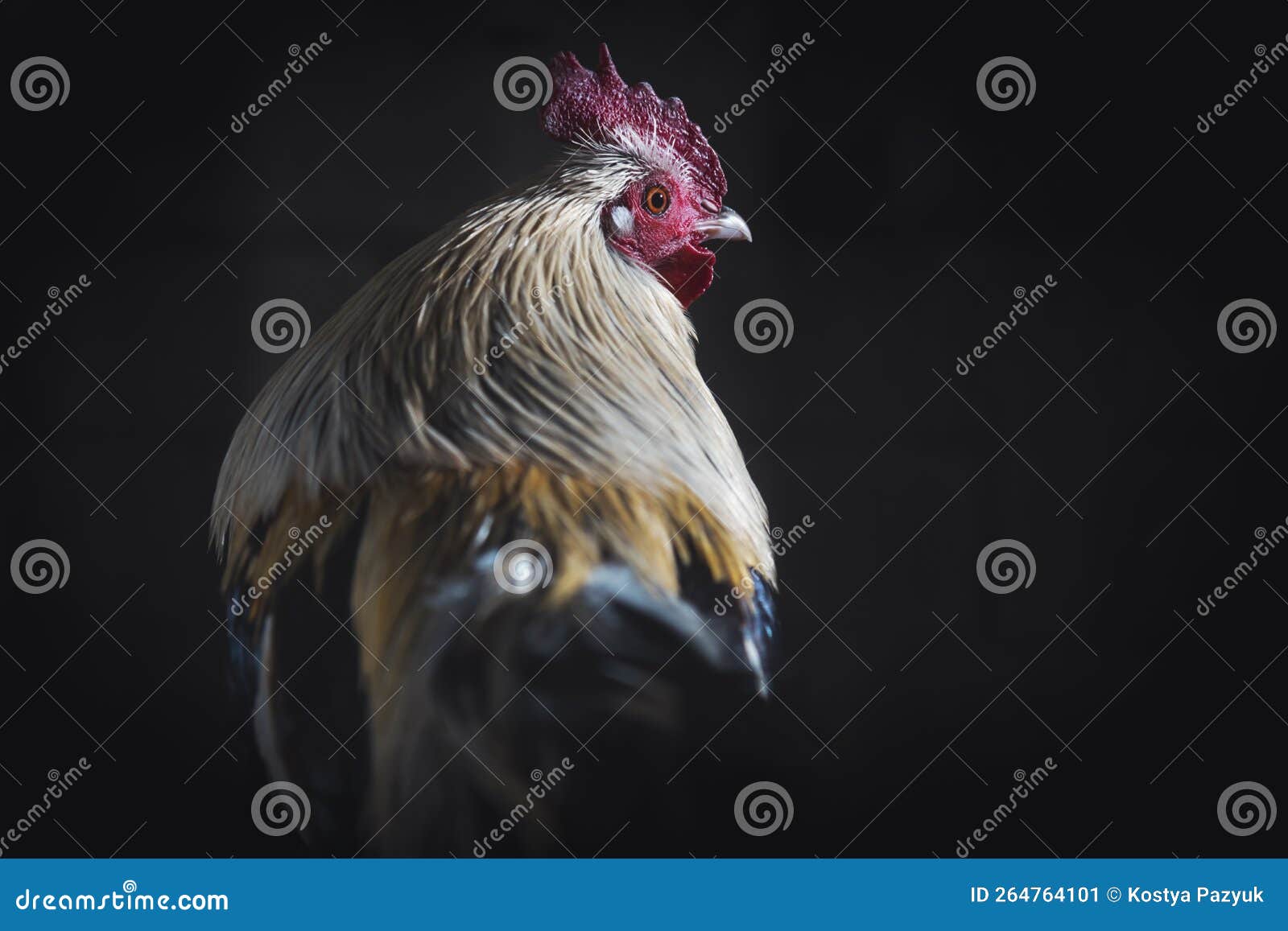 Beautiful Rooster in the Dark Back View Stock Image - Image of chick ...
