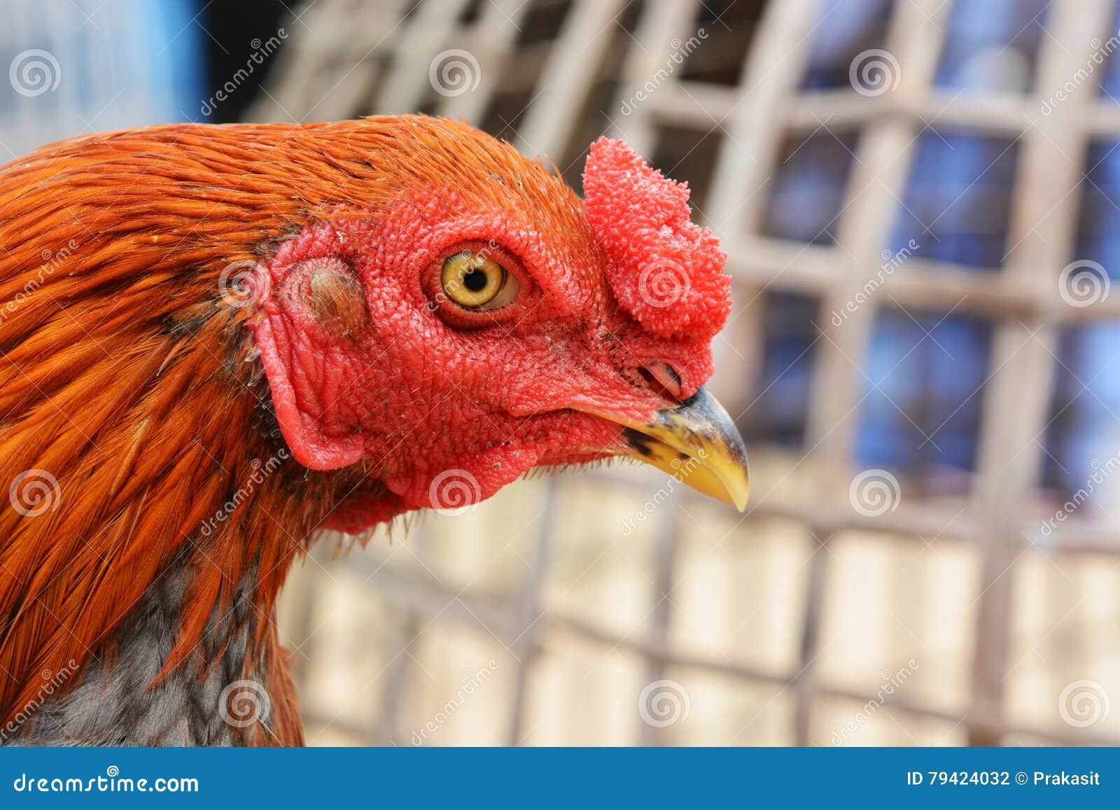 Beautiful Rooster face stock photo. Image of animal, close - 79424032
