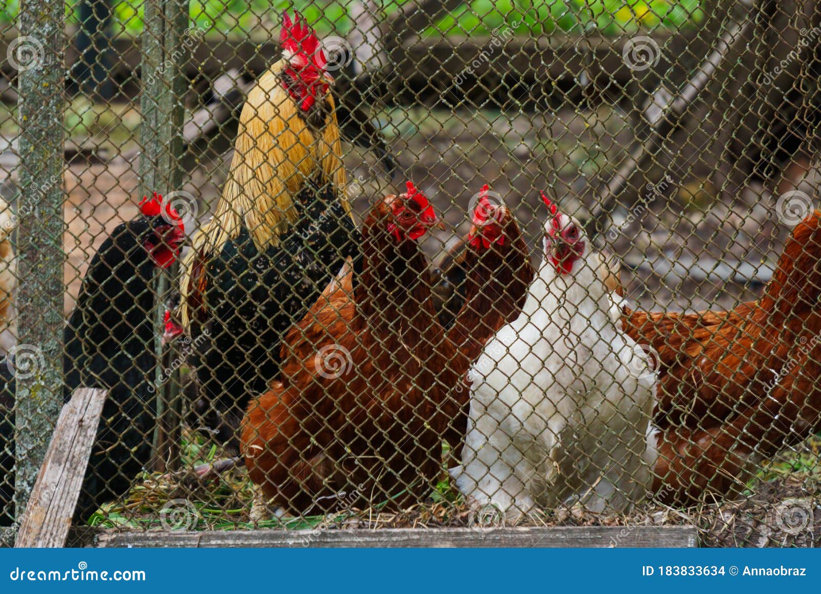 A Beautiful Rooster and Hens are Looking from Behind an Iron Net Stock ...