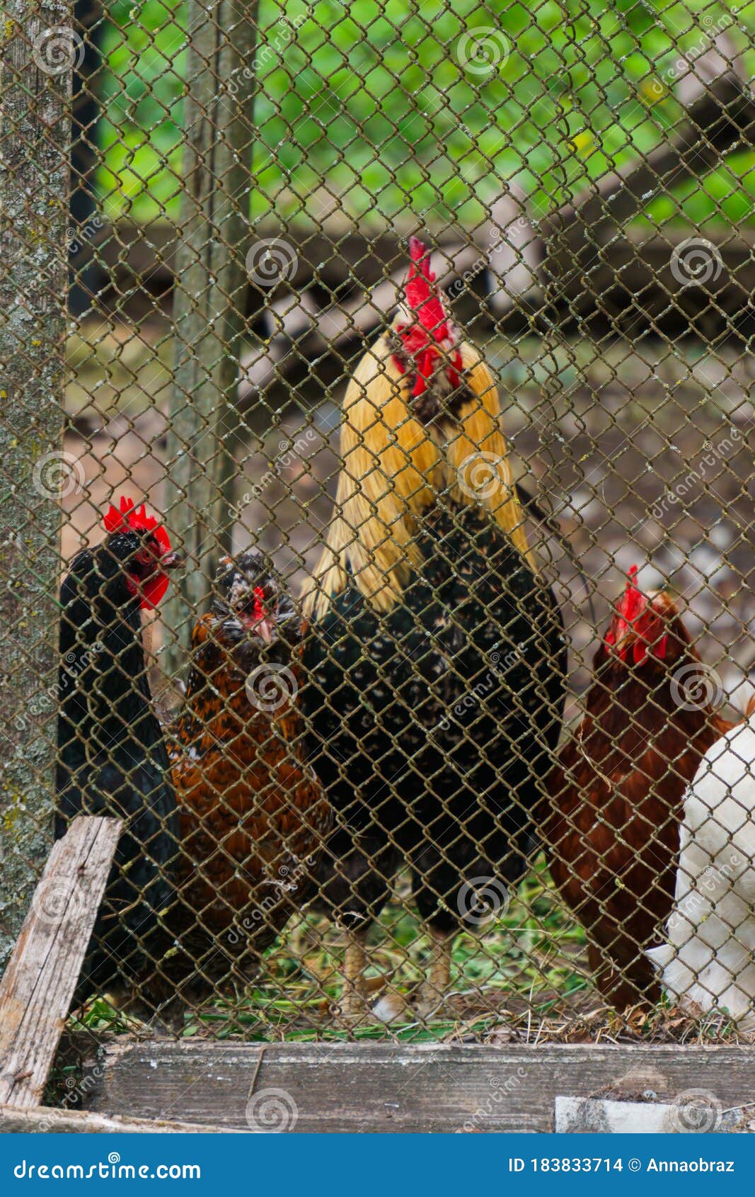 A Beautiful Rooster and Hens are Looking from Behind an Iron Net Stock ...