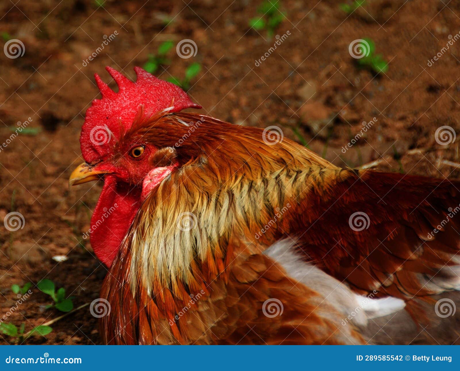 The Beautiful Rooster with Its Red Crown Lying on the Ground Stock ...