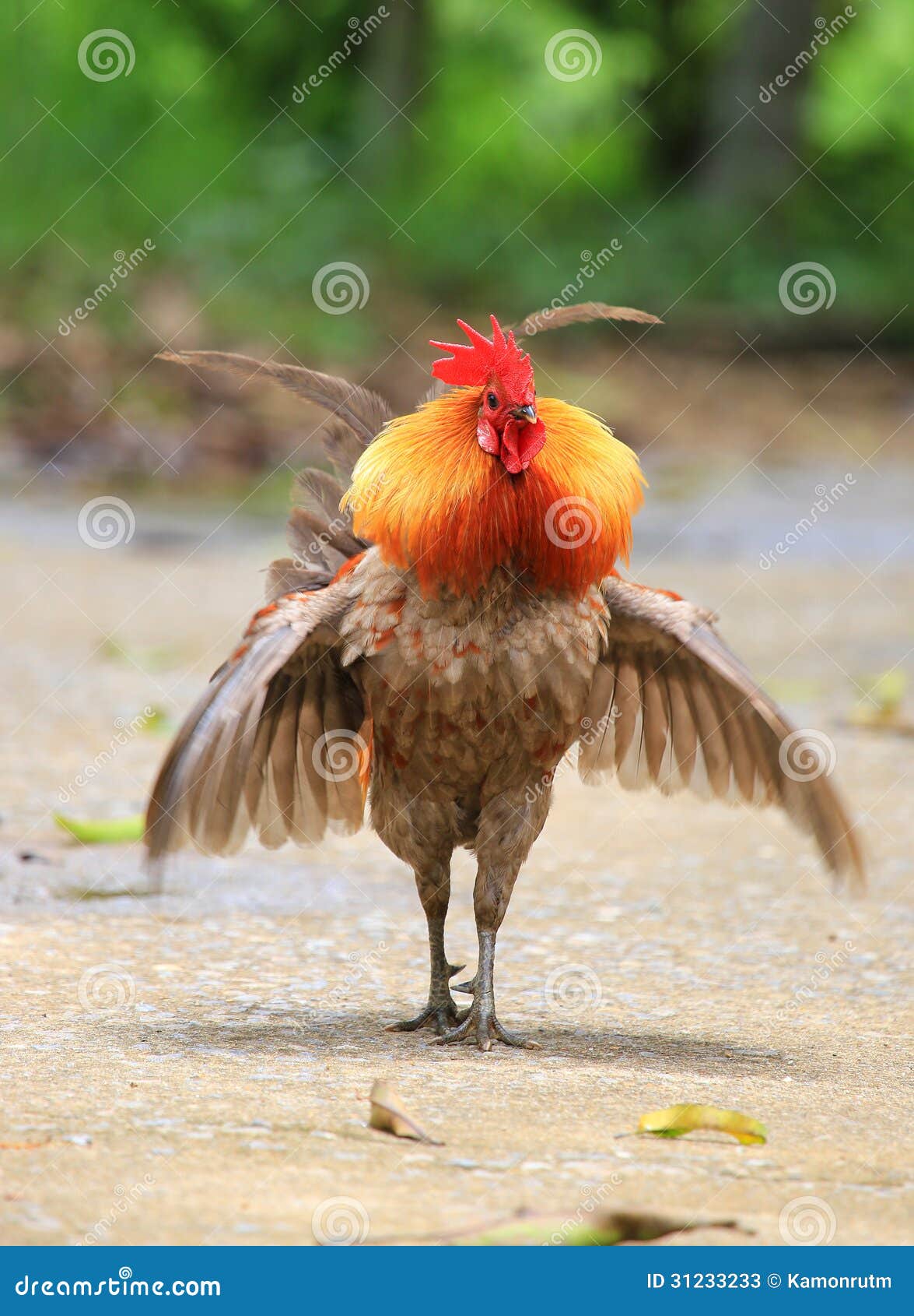 A Beautiful Rooster With Hens Is Walking In The Courtyard Of A Village ...